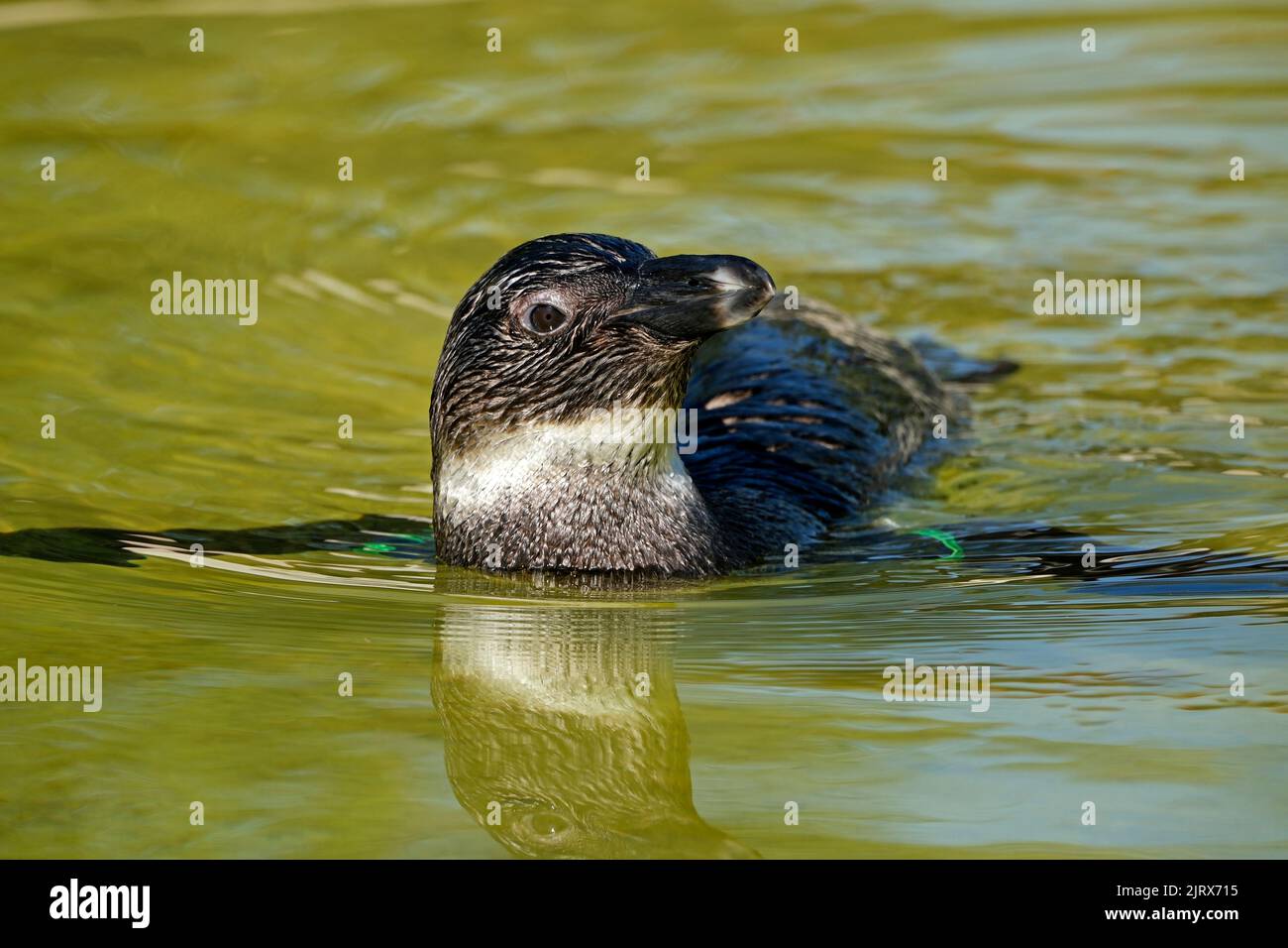 African penguin swimming in Attica Zoological Park in Athens, Greece ...