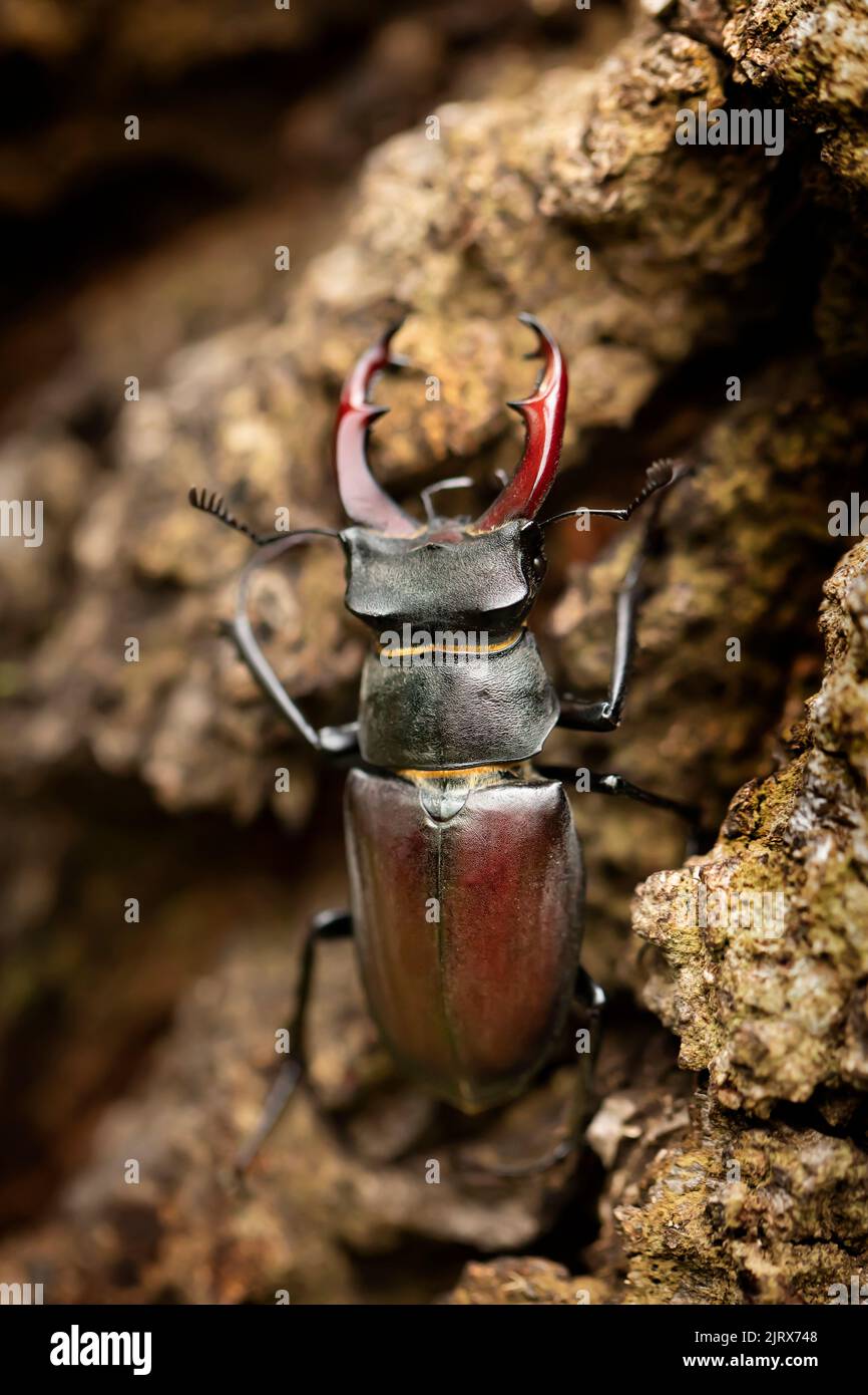 Male stag beetle, Lucanus cervus, with enlarge mandible is the biggest ...