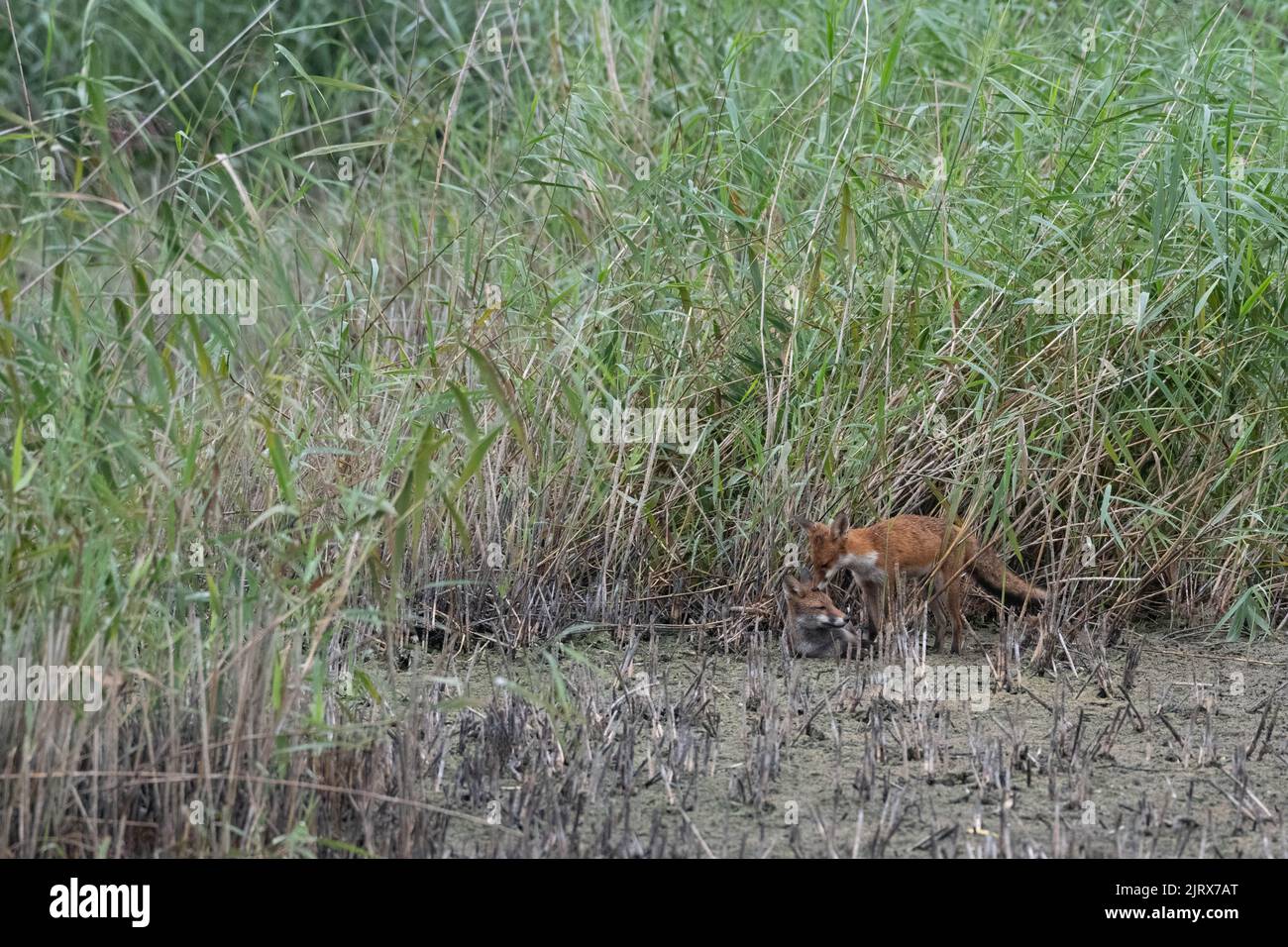 A young fox on the prowl for wildfowl at a drying marsh due to heat and ...