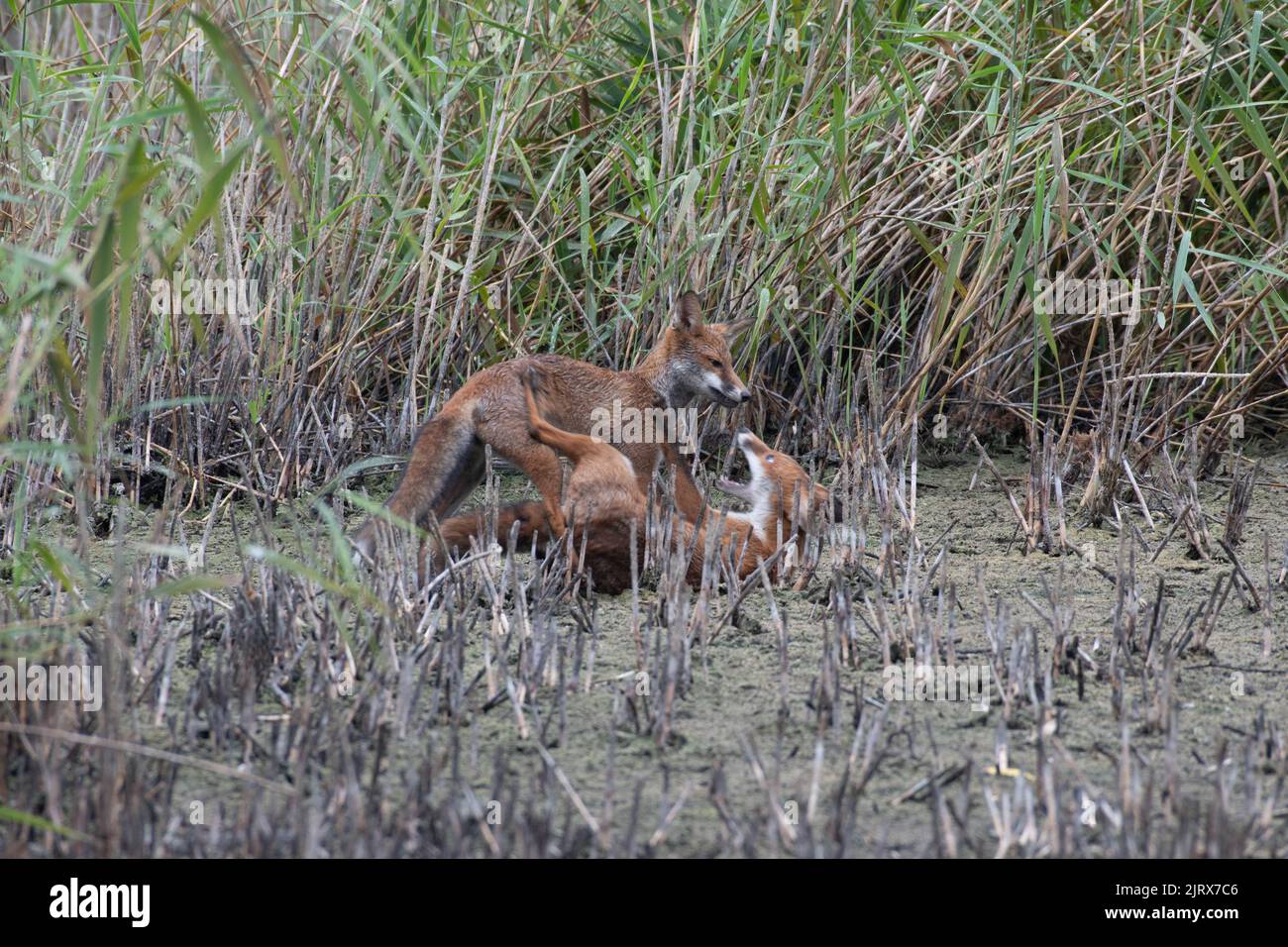 Two foxes playing at Magor Marsh which has dried up due to global ...