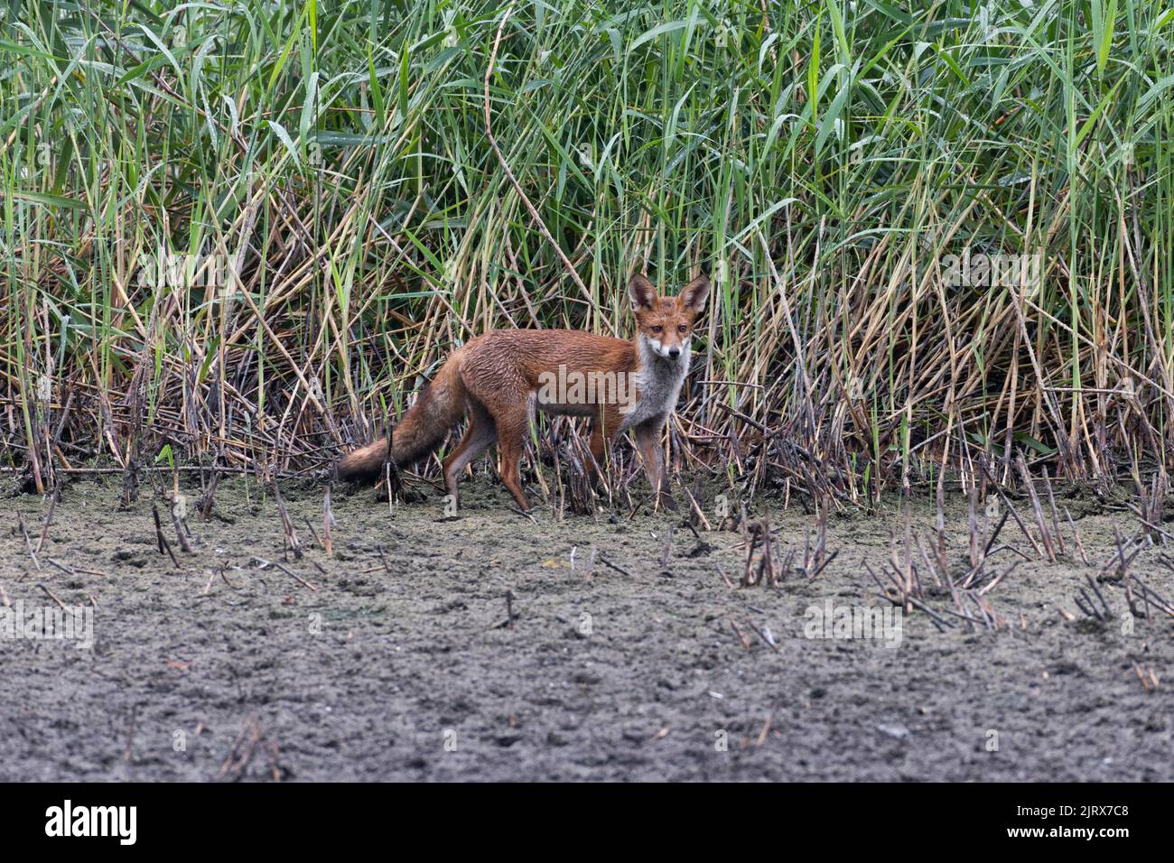 A young fox on the prowl for wildfowl at a drying marsh due to heat and ...