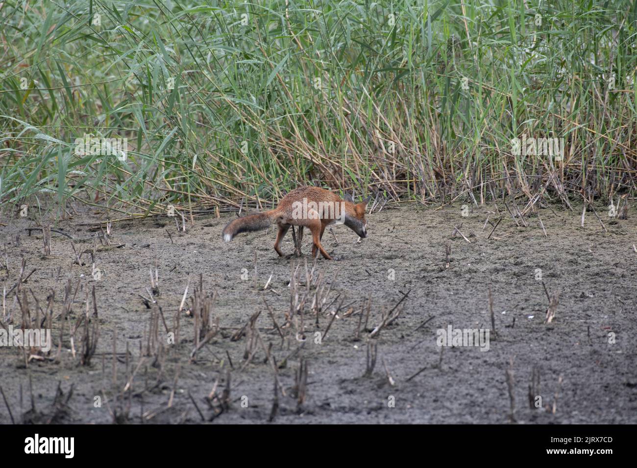 A young fox taking a poo at the marsh. Hot weather and climate change ...