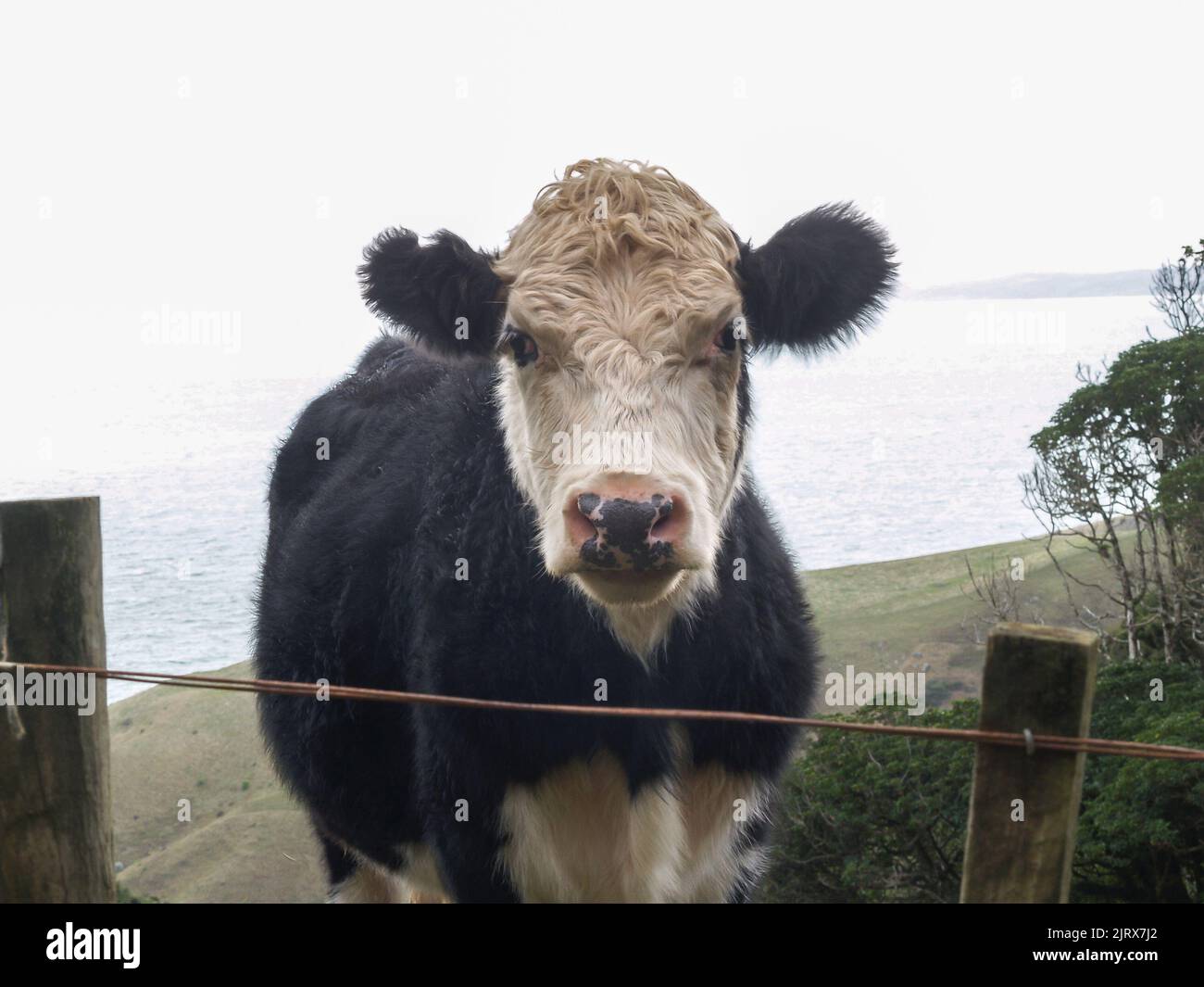 Cattle beast hi-res stock photography and images - Alamy