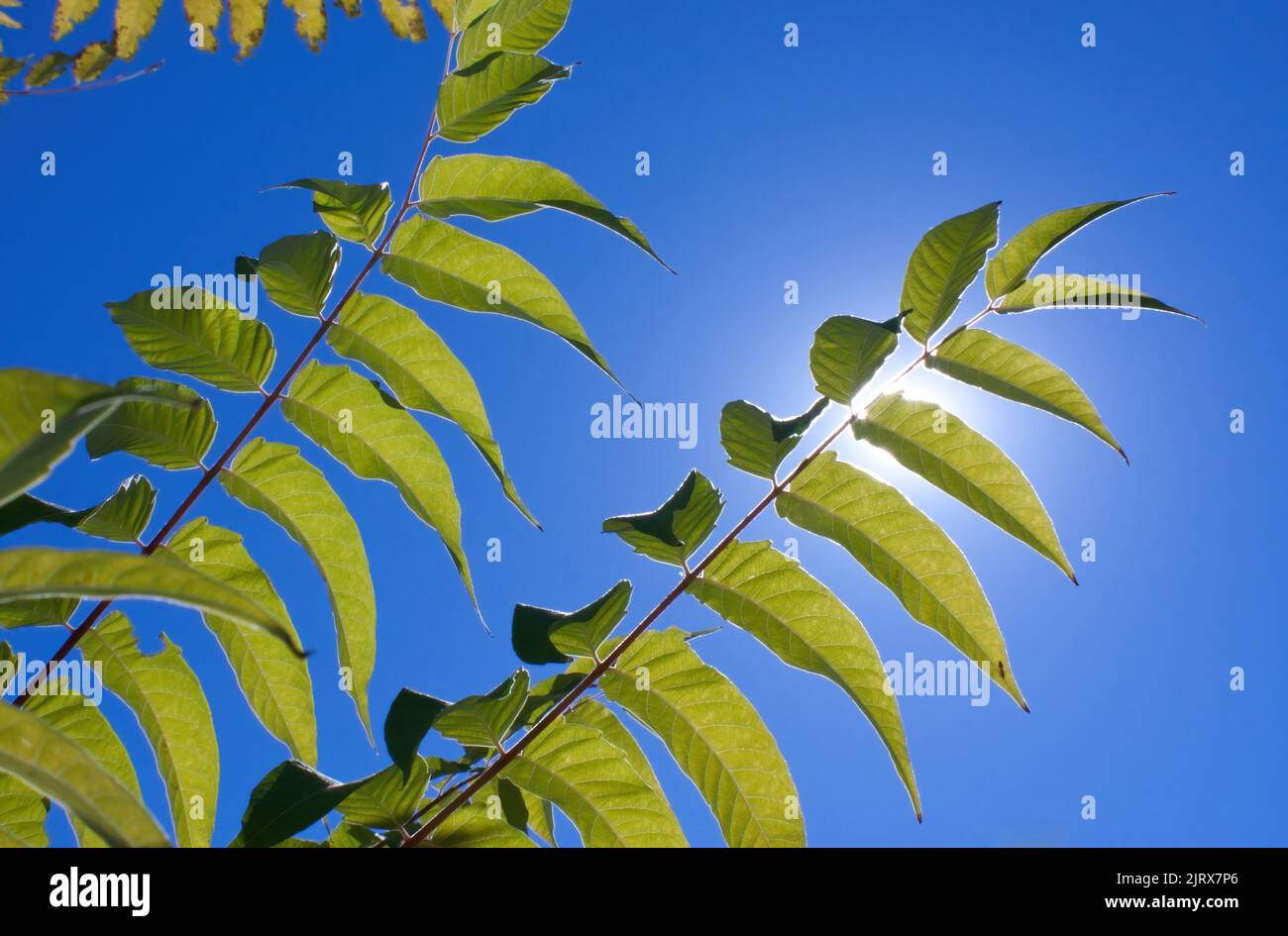 Tree blocking sun hi-res stock photography and images - Alamy