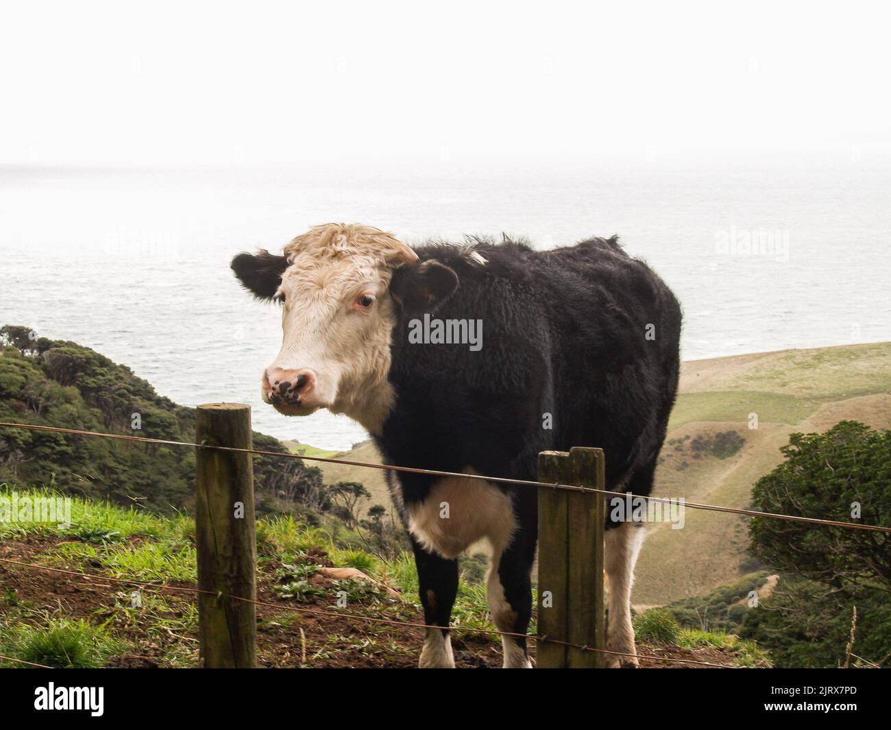 Cattle beast hi-res stock photography and images - Alamy