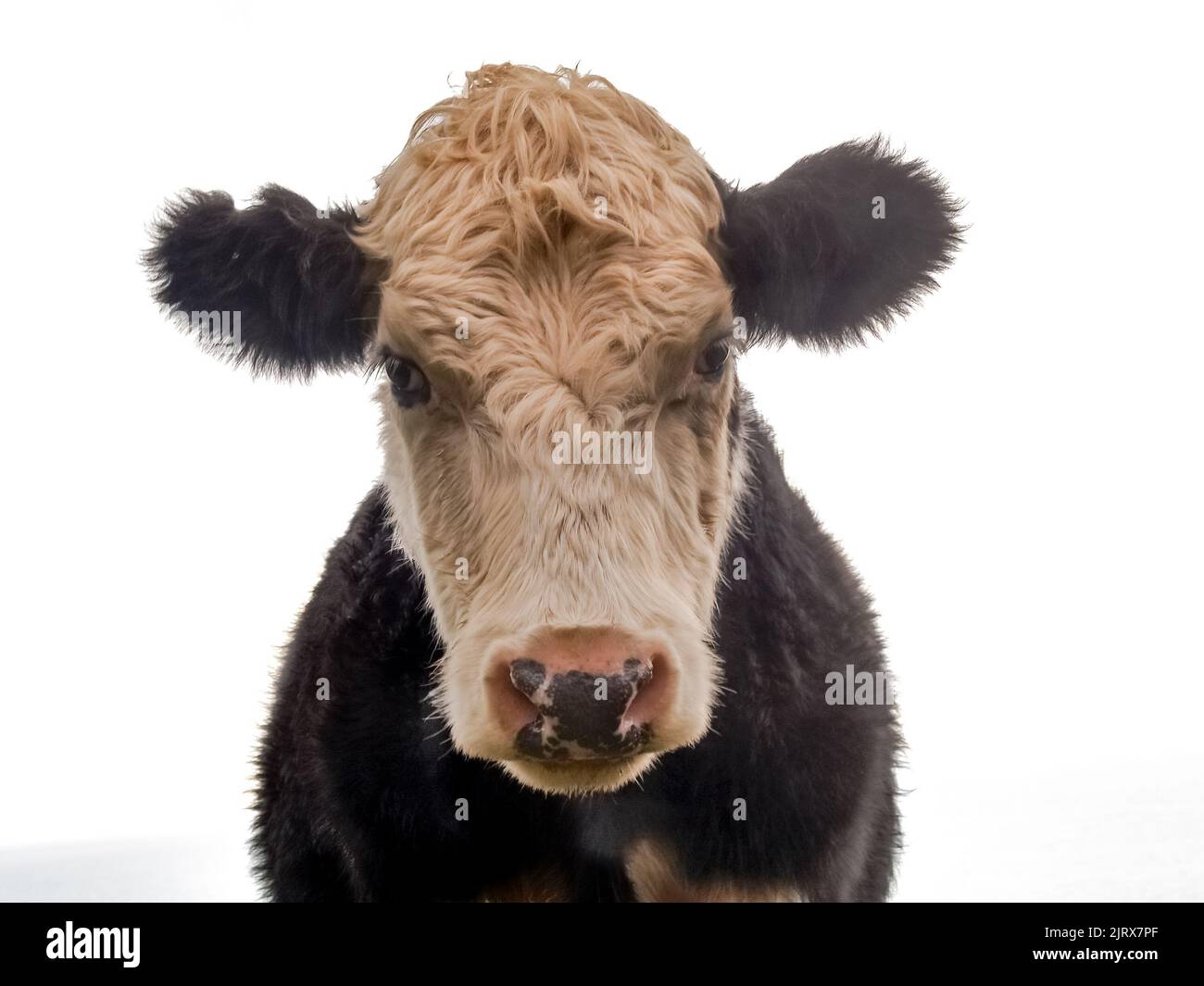 Cattle beast hi-res stock photography and images - Alamy