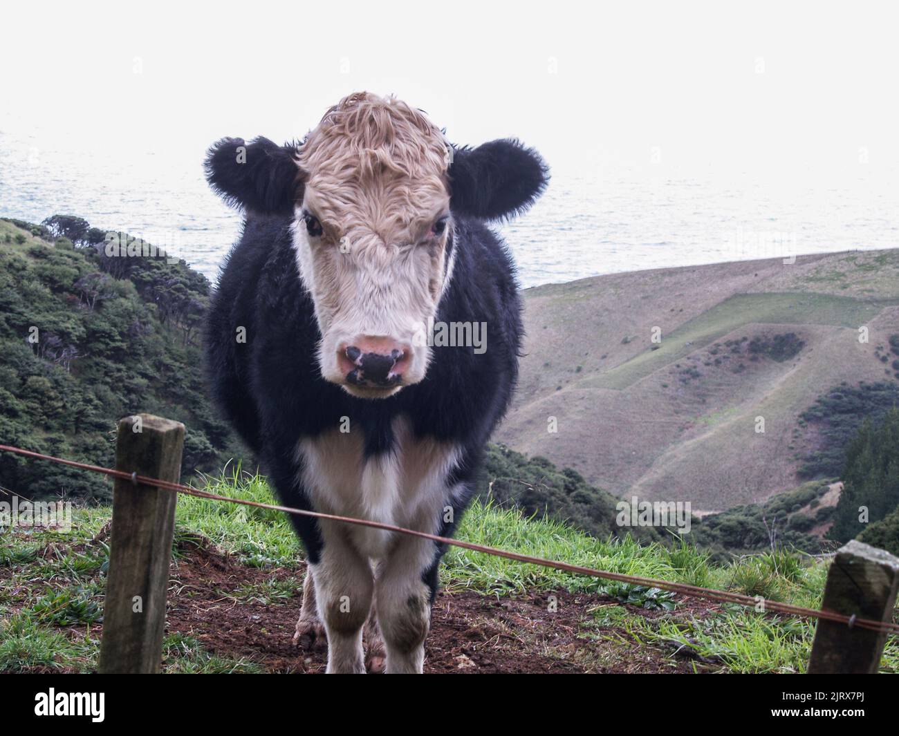 Portrait of a farm animal close up of cattle beast Stock Photo - Alamy