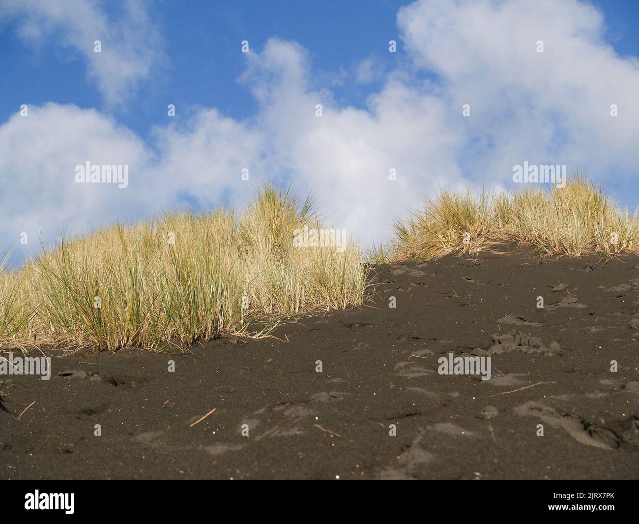 Beach grass on black iron sand dune on west coast New Zealand Stock ...