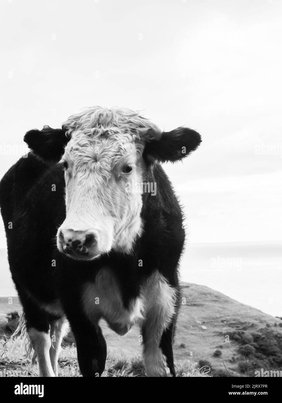 Portrait of a farm animal close up of cattle beast in monochrome Stock ...