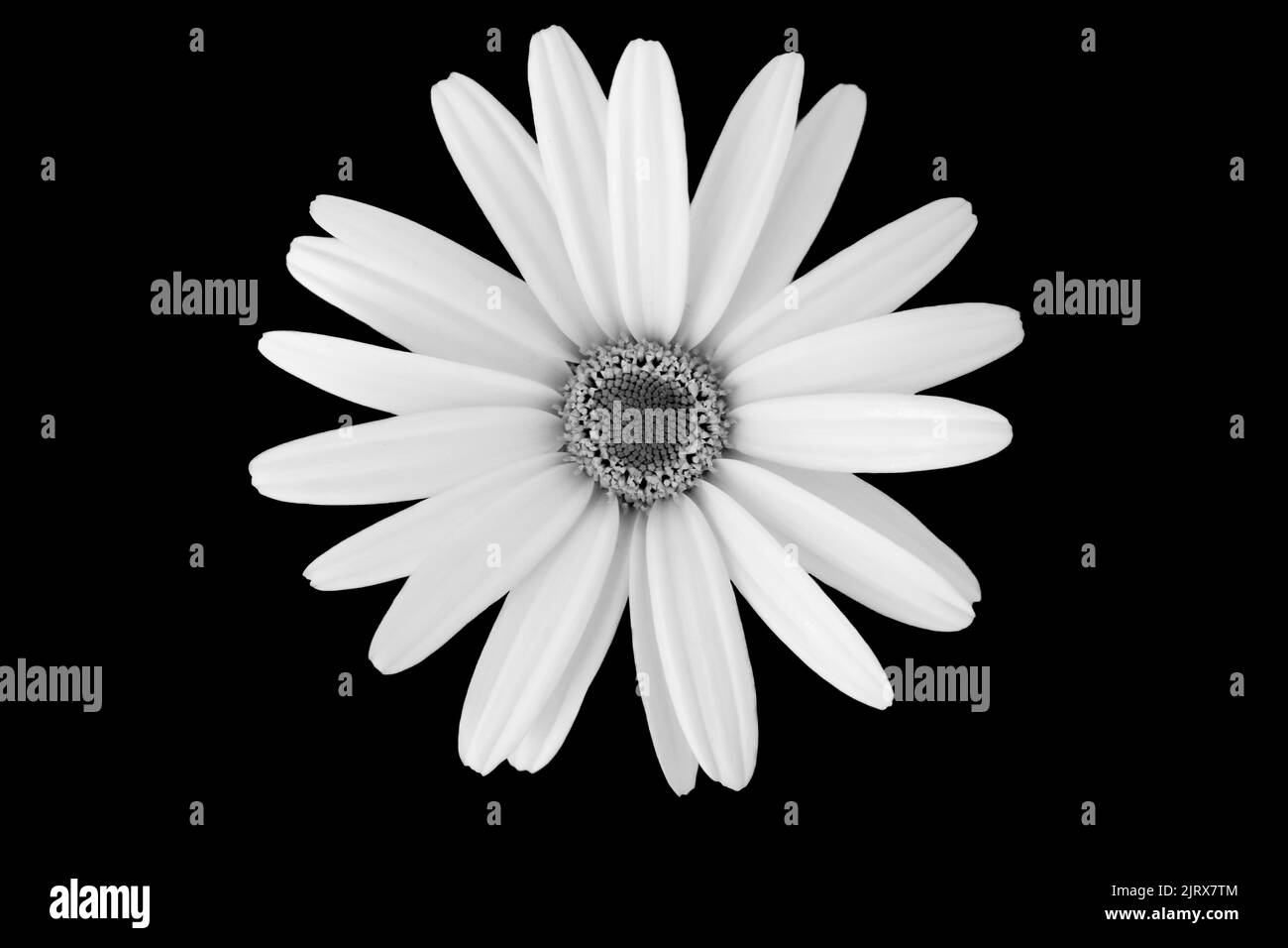 A grayscale of a daisy flower on a black background Stock Photo - Alamy