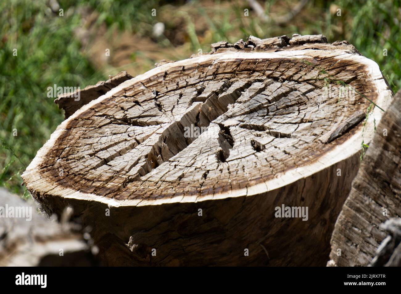 Close up of cut down tree stumps, showing rings, cracks and texture ...