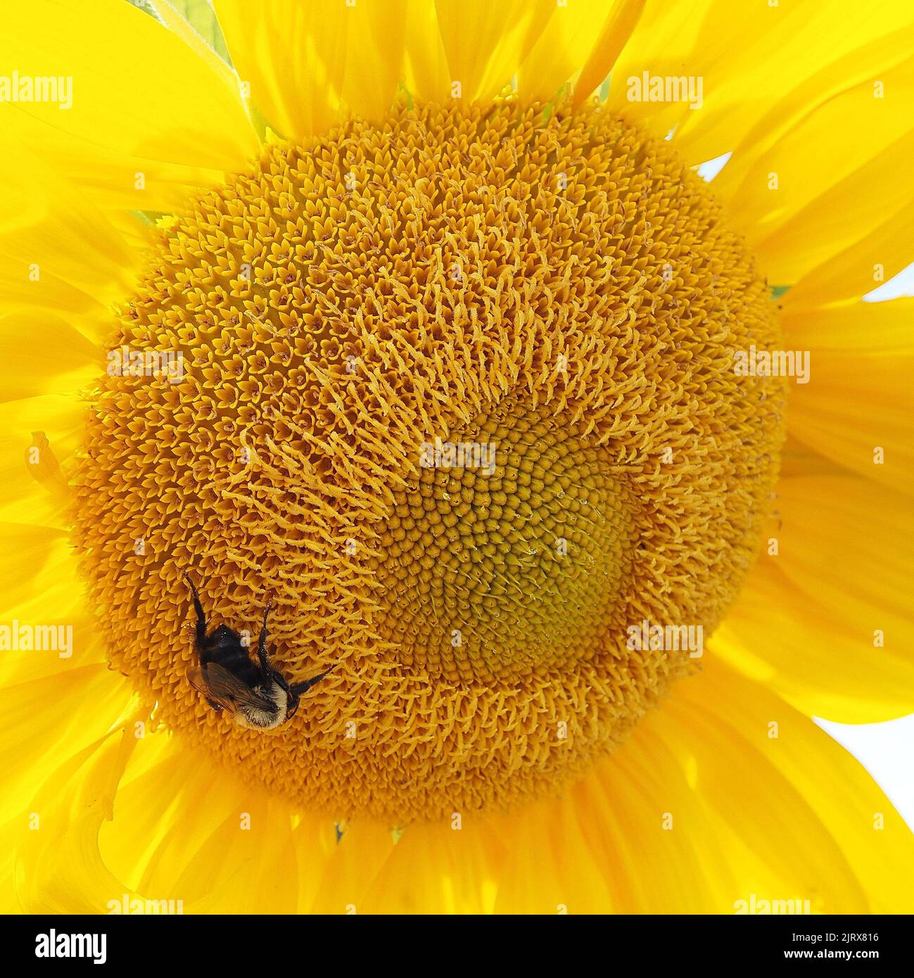 Bee around flower hi-res stock photography and images - Alamy