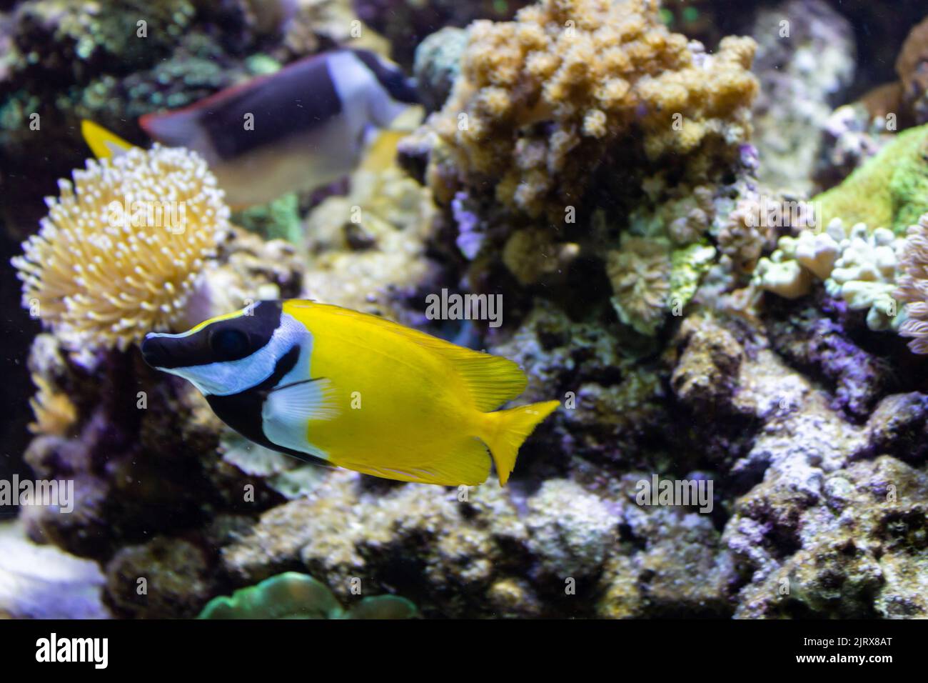 A Yellow and black fish in the corals of a large aquarium Stock Photo ...
