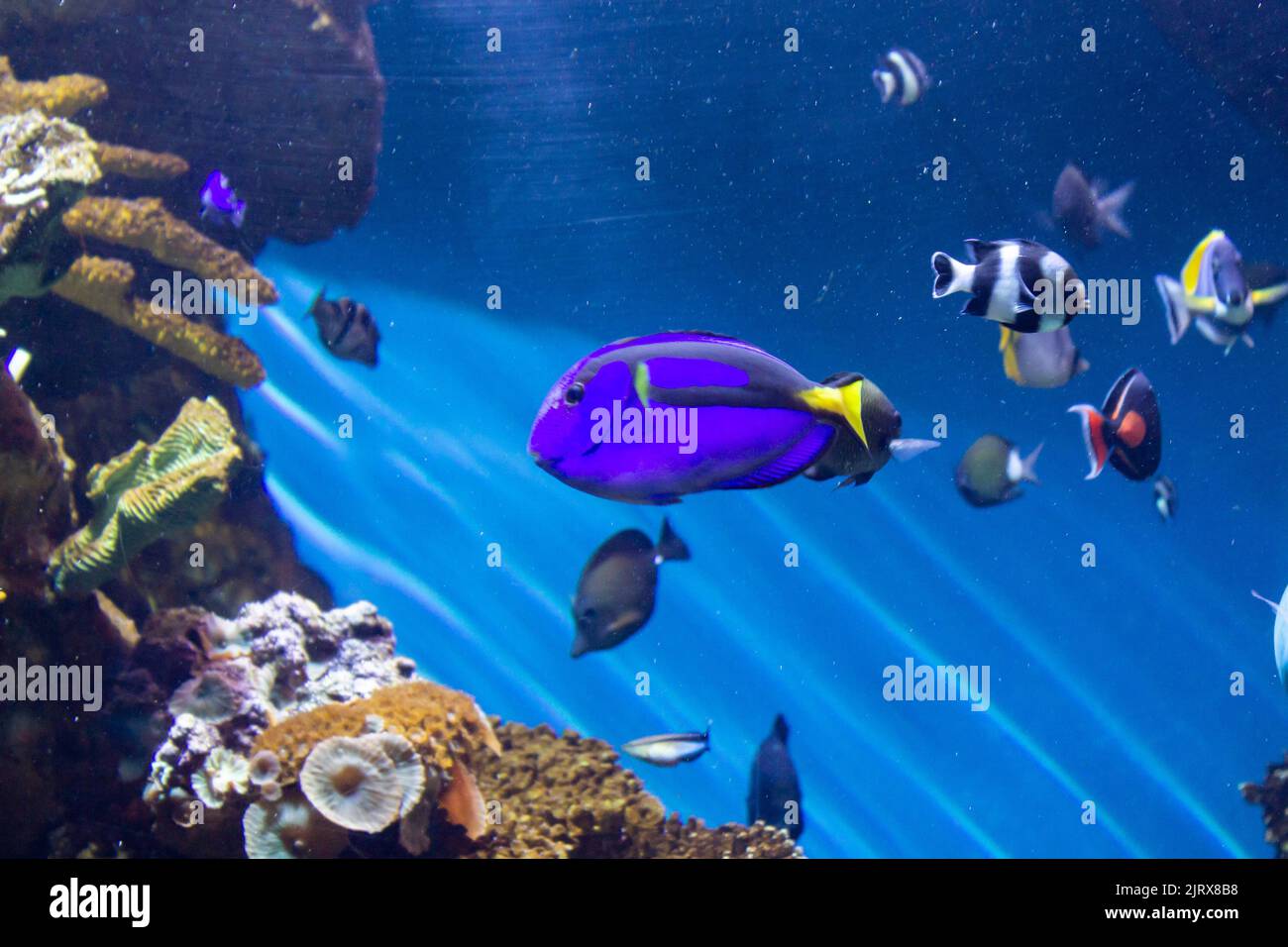 A view of regal blue tang fish in a huge aquarium Stock Photo - Alamy