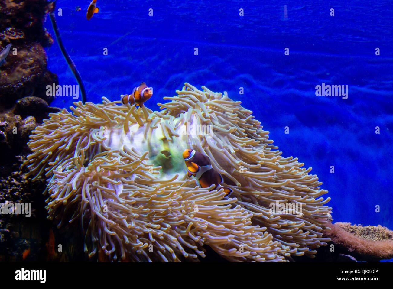 Large clownfish hi-res stock photography and images - Alamy