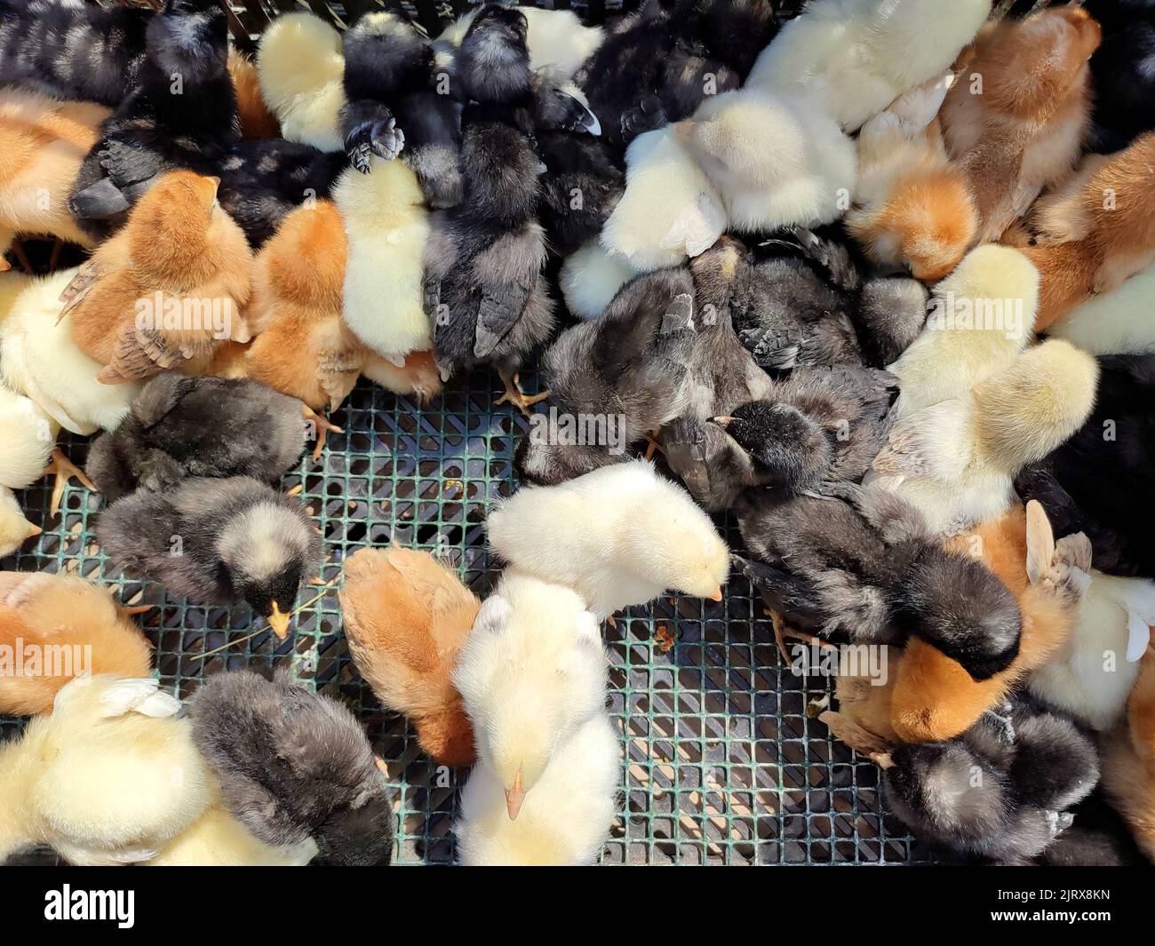Many little yellow, black, gray young chickens on farm close-up. Many ...