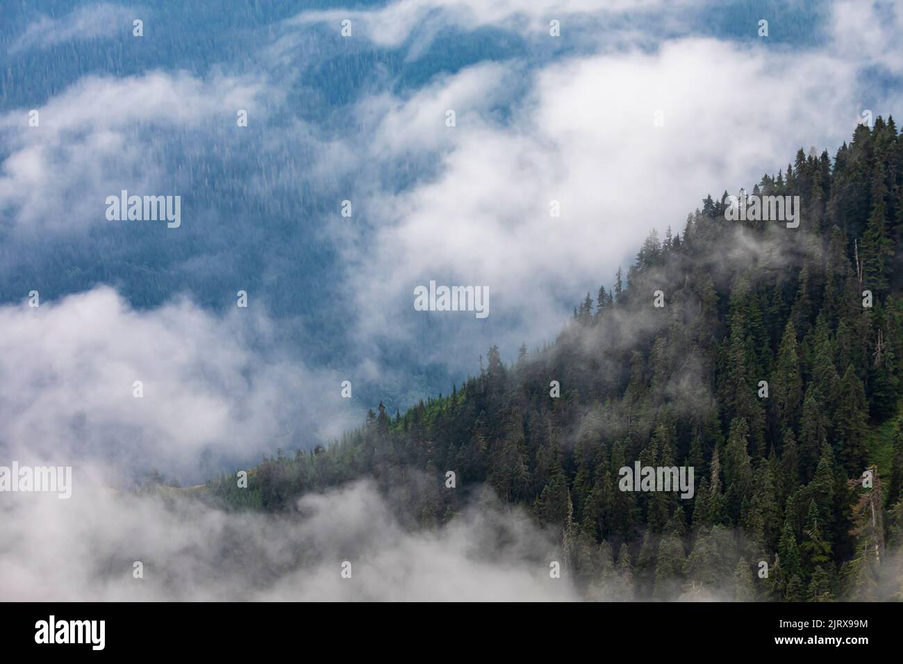 Zen-like low clouds and trees viewed from Evergreen Mountain Lookout ...