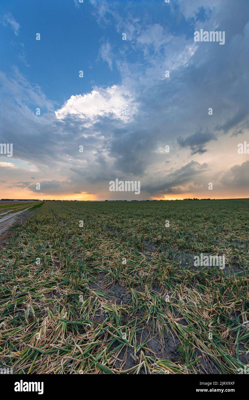 Wide angle view of a storm cloud over the plains at dusk Stock Photo ...