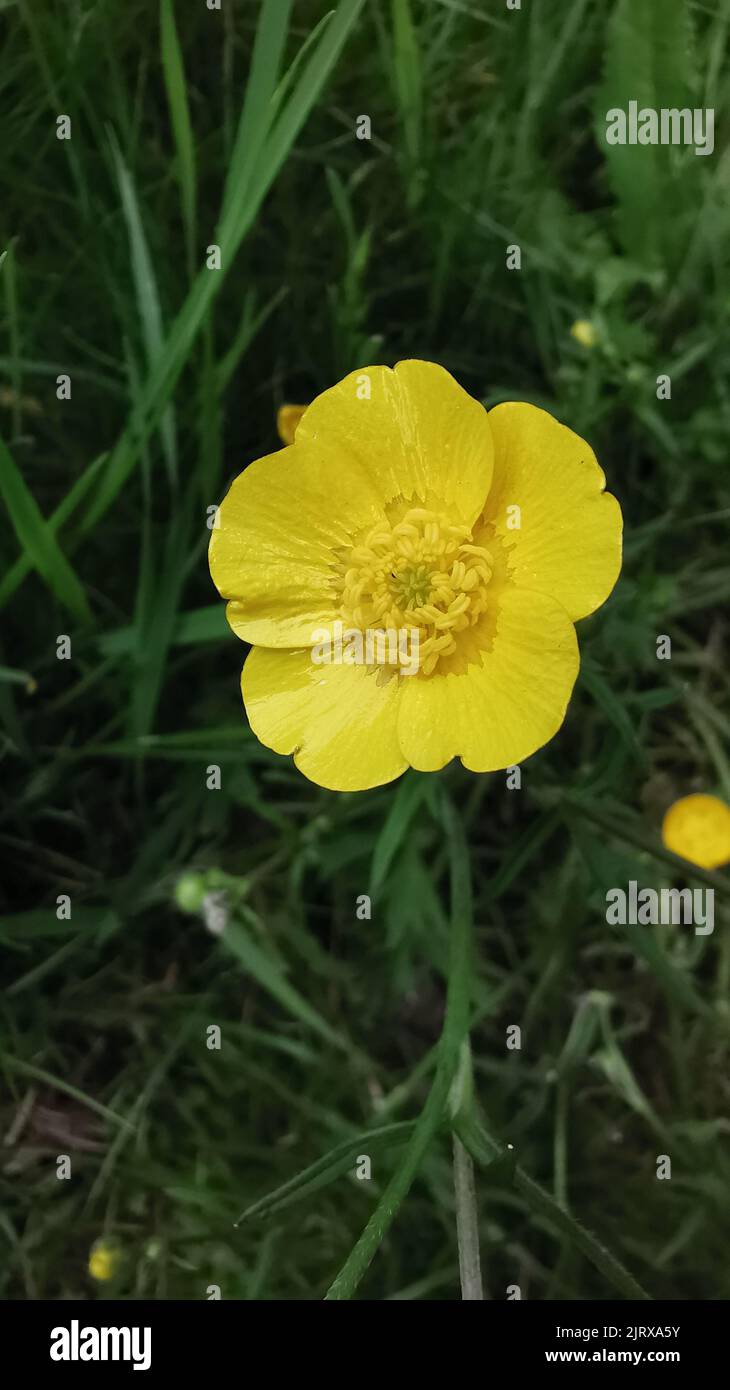 Ranunculus acris garden hi-res stock photography and images - Alamy