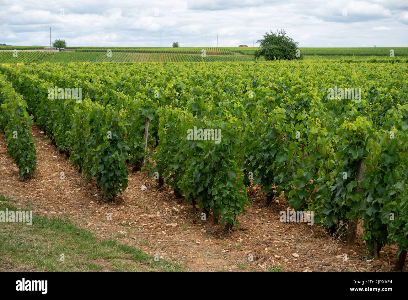 Green vineyards with growing grape plants, production of high quality ...