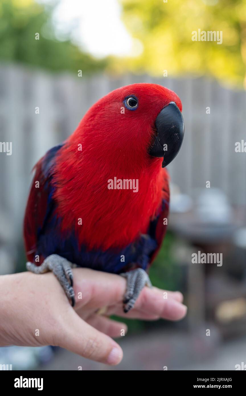 Eclectus parrot solomon islands hi-res stock photography and images - Alamy