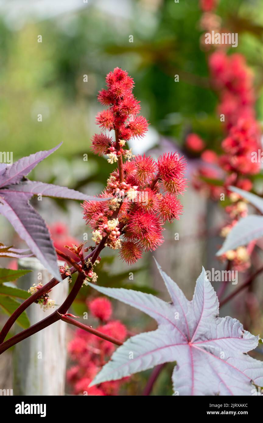 Ricinus communis or castor oil plant growing in garden in summer Stock ...