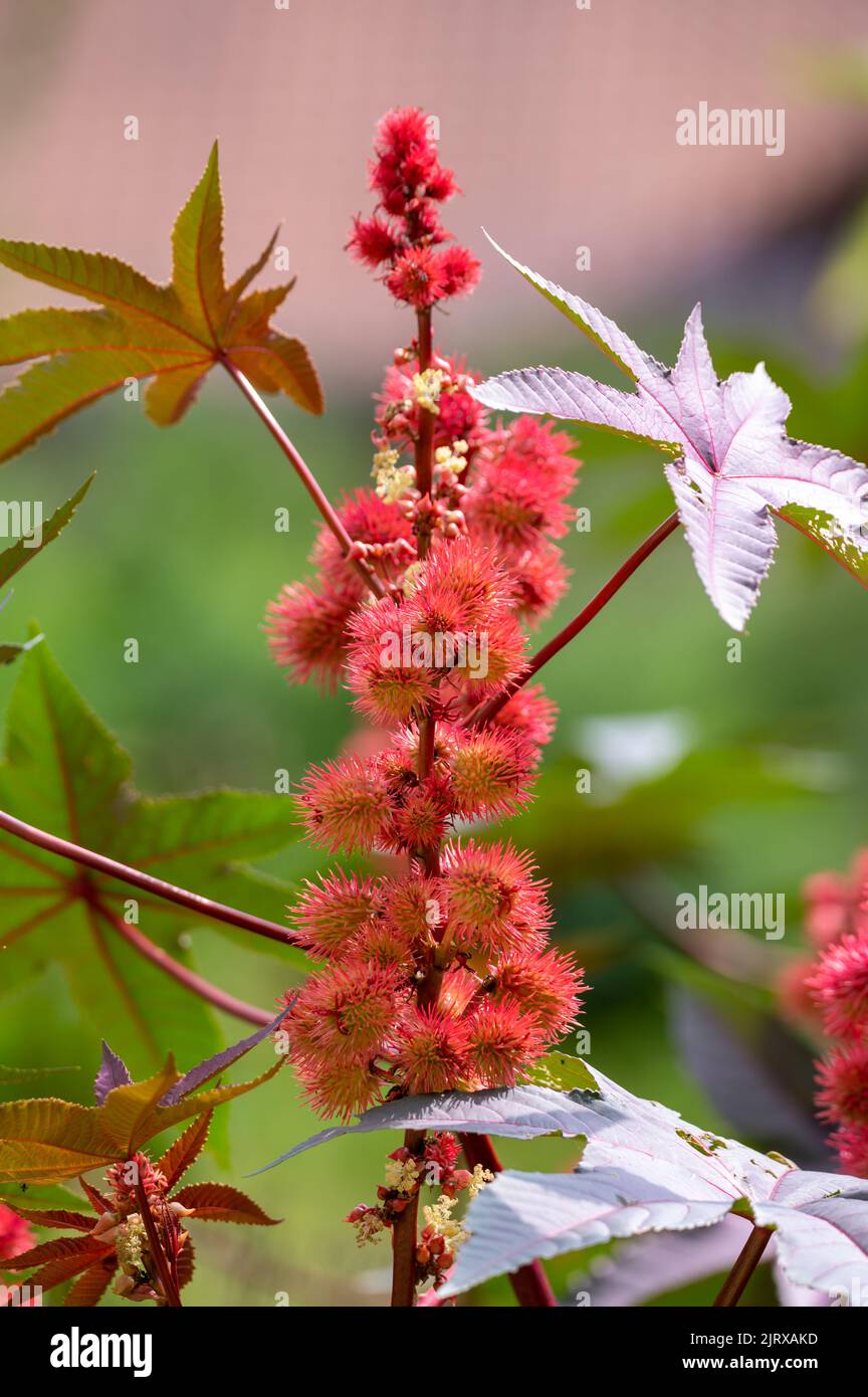 Ricinus communis or castor oil plant growing in garden in summer Stock ...