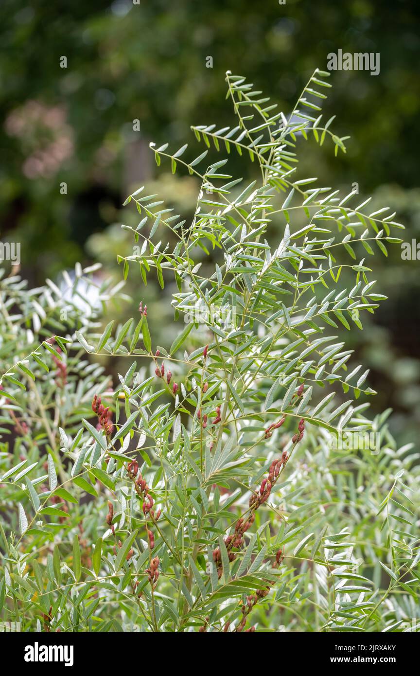 Botanical collection, Glycyrrhiza glabra or root liquorice medicinal ...