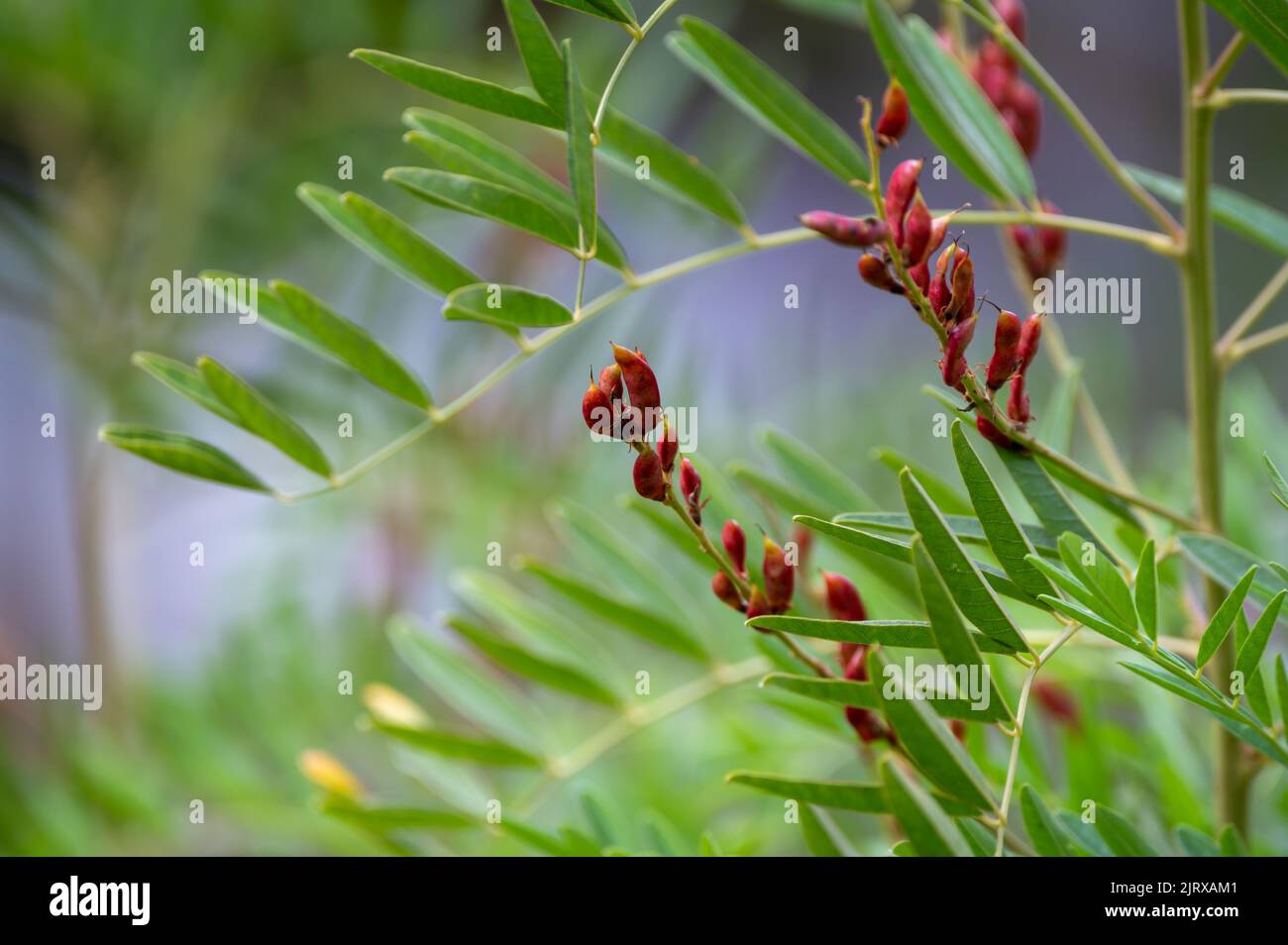 Botanical collection, Glycyrrhiza glabra or root liquorice medicinal ...