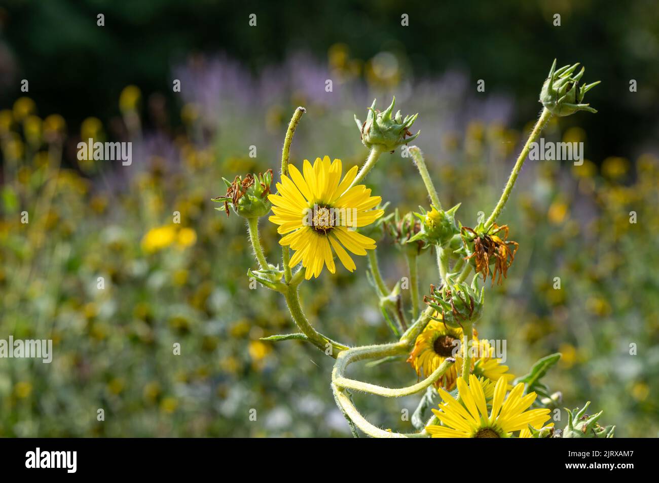 Yellow flowers heads of Silphium laciniatum or compass plant growing in ...