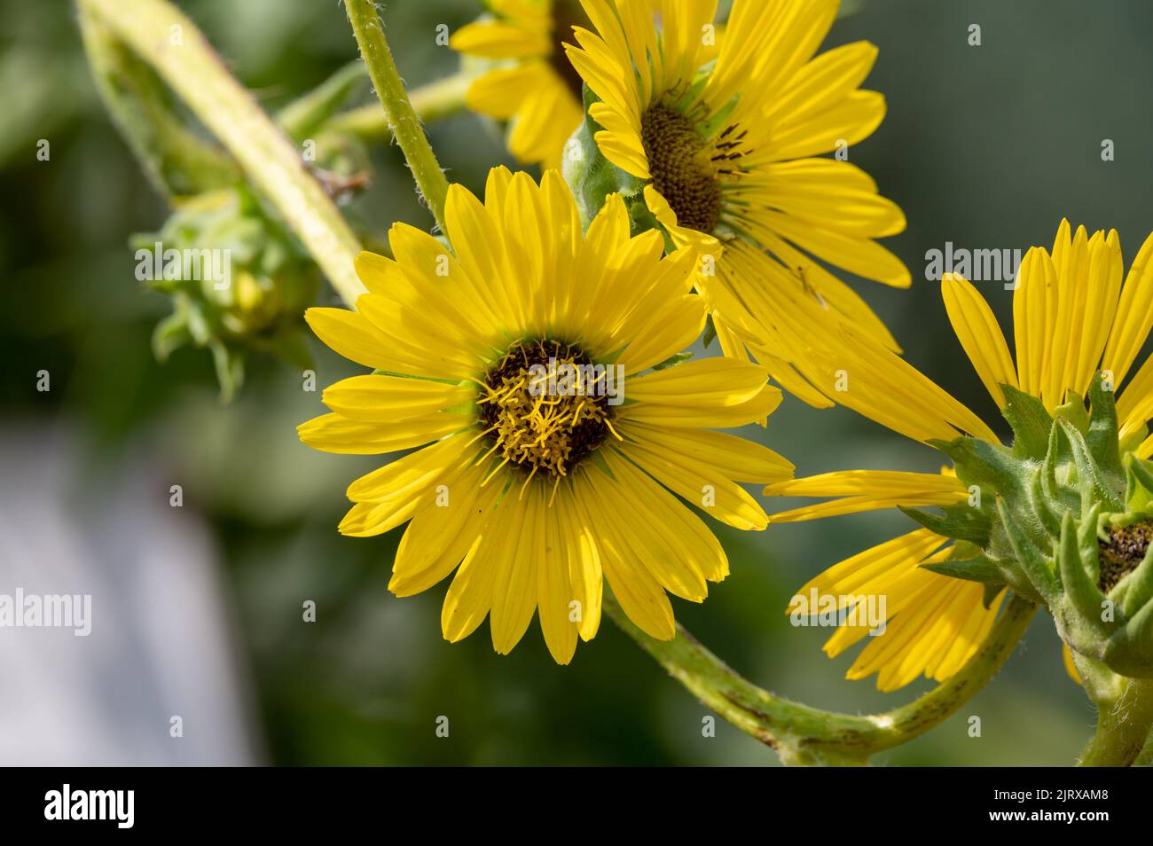Yellow flowers heads of Silphium laciniatum or compass plant growing in ...