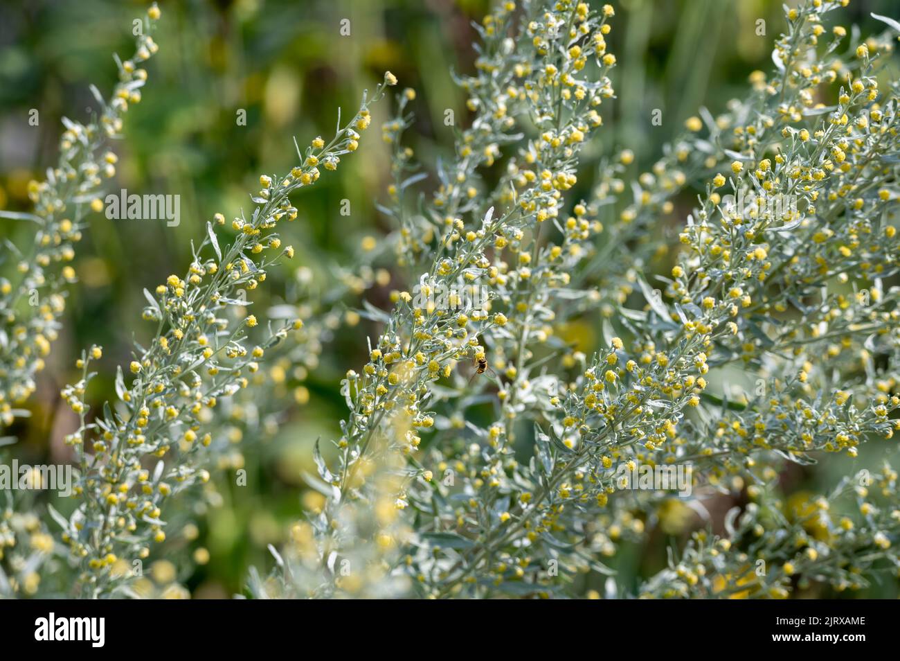 Botanical collection, leaves and berries of silver mound artemisia ...