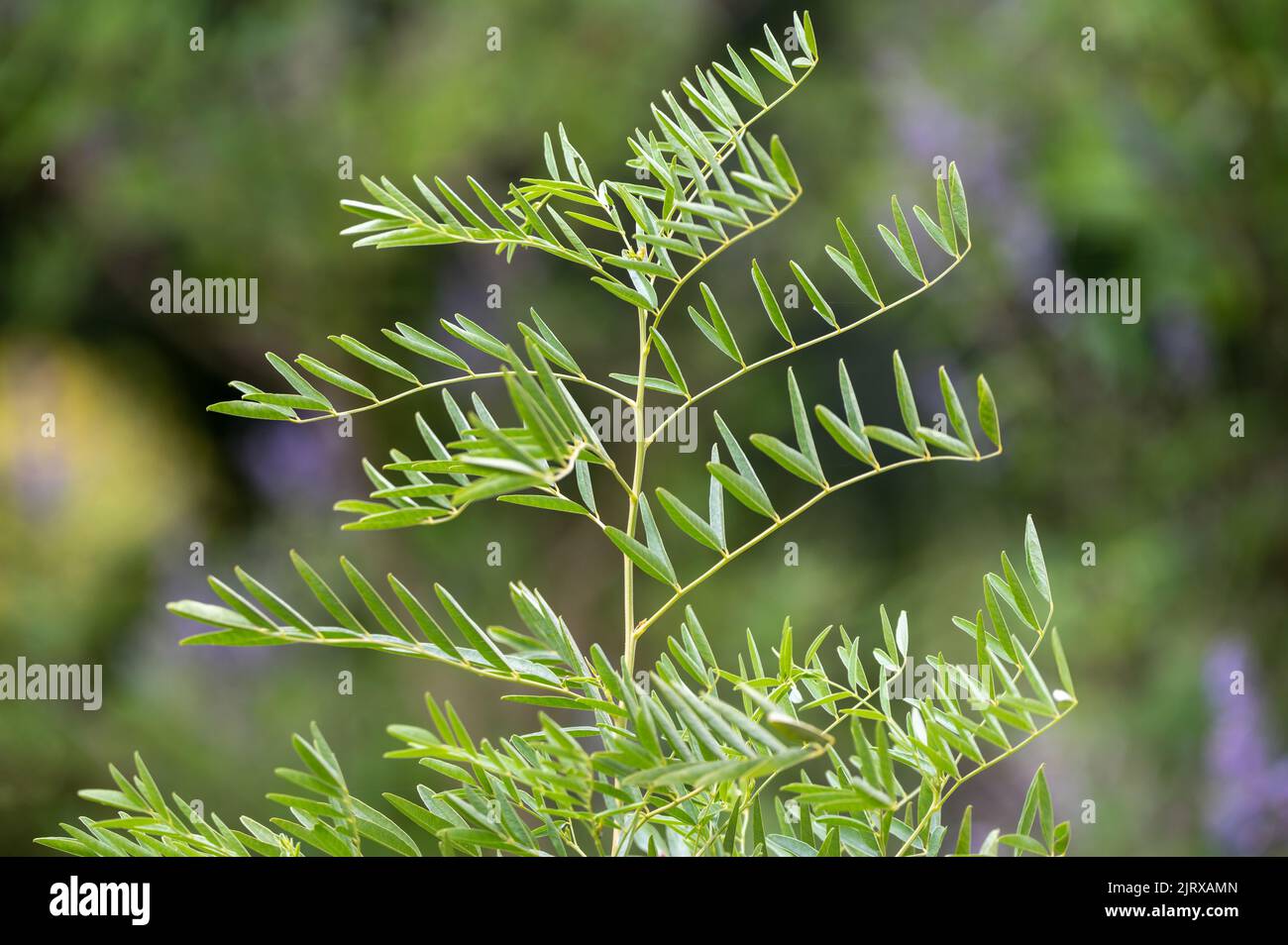 Botanical collection, Glycyrrhiza glabra or root liquorice medicinal ...