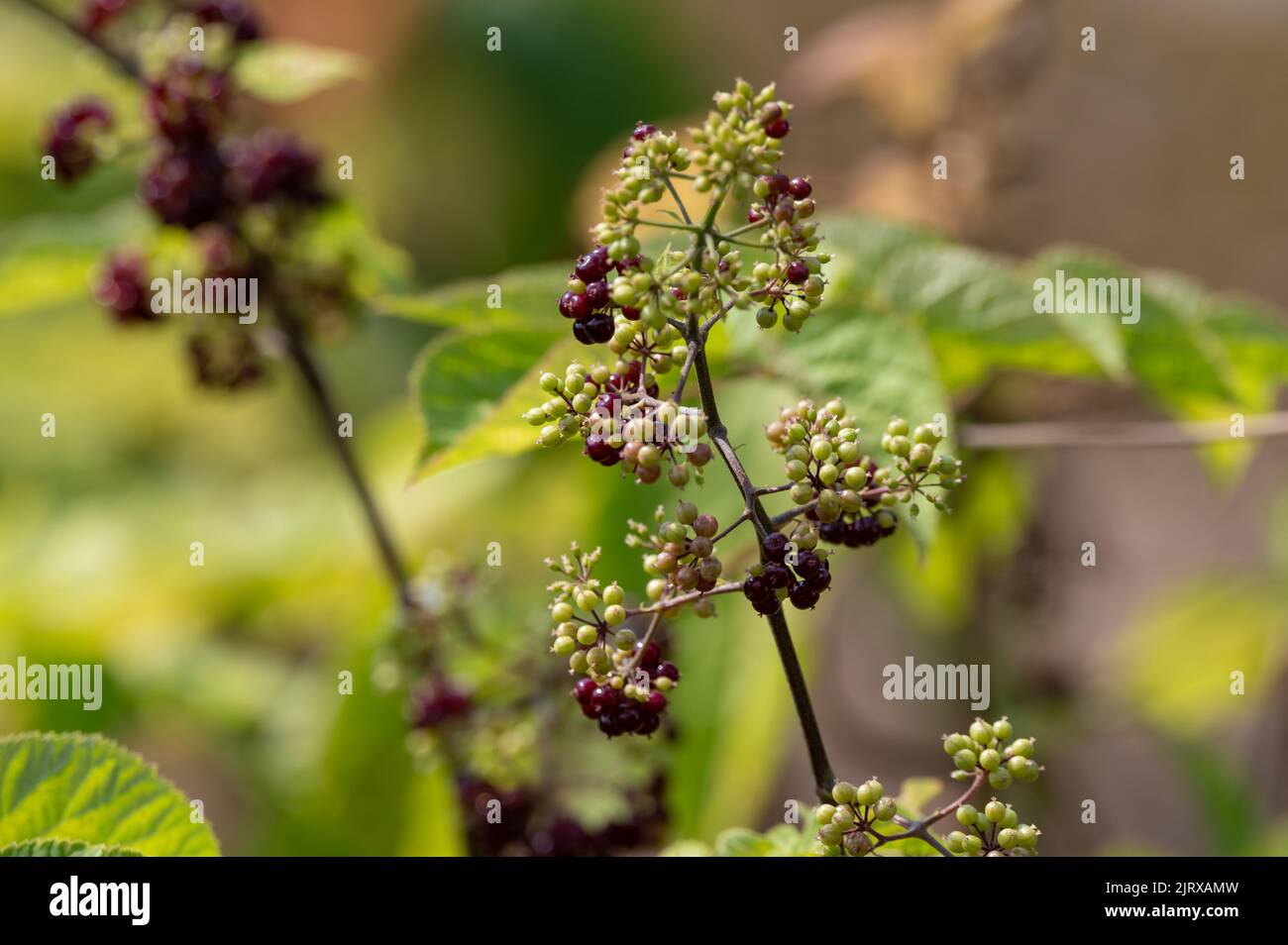 Eleutherococcus (siberian ginseng) hi-res stock photography and images ...