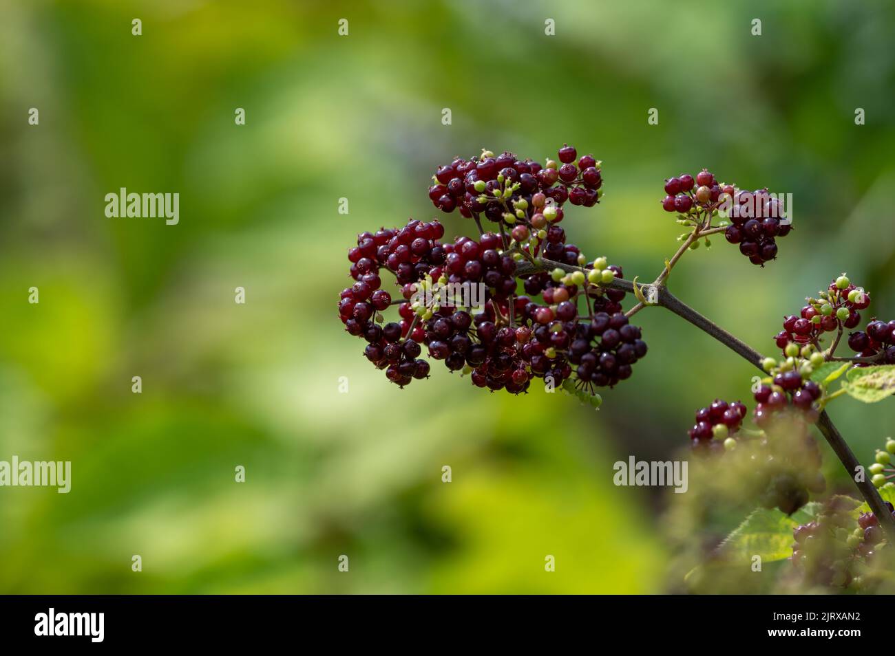 Woody shrub of Eleutherococcus senticosus or Siberian ginseng or ...