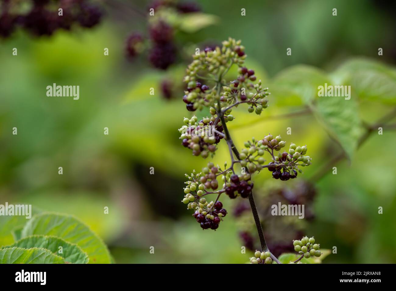 Woody shrub of Eleutherococcus senticosus or Siberian ginseng or ...