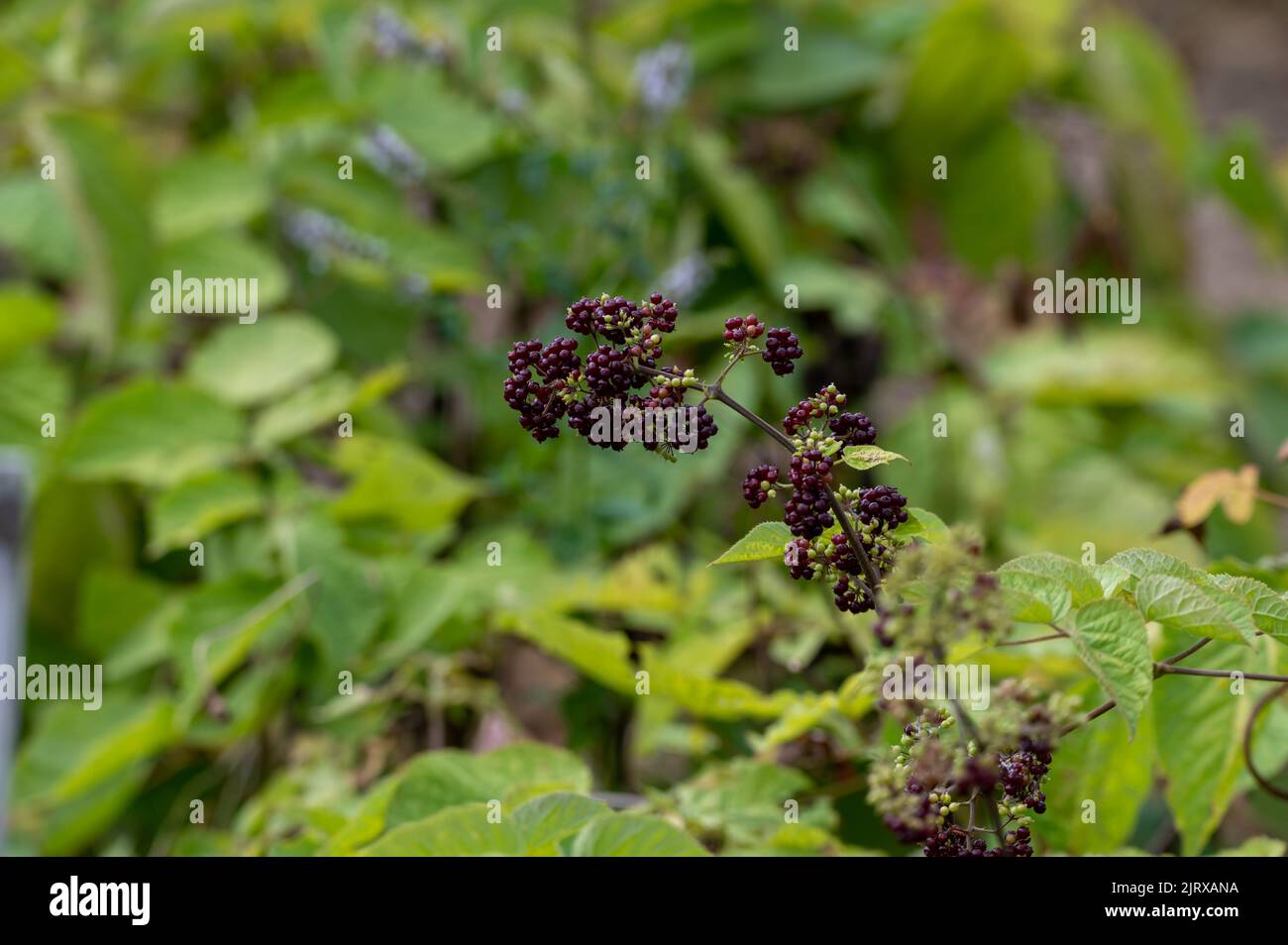 Woody shrub of Eleutherococcus senticosus or Siberian ginseng or ...