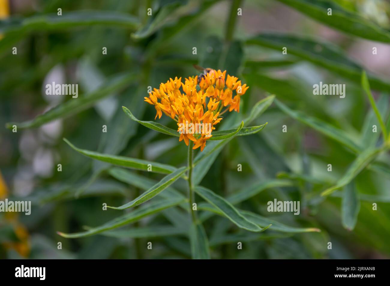 Asclepias tuberosa or butterfly weed, species of milkweed native to ...