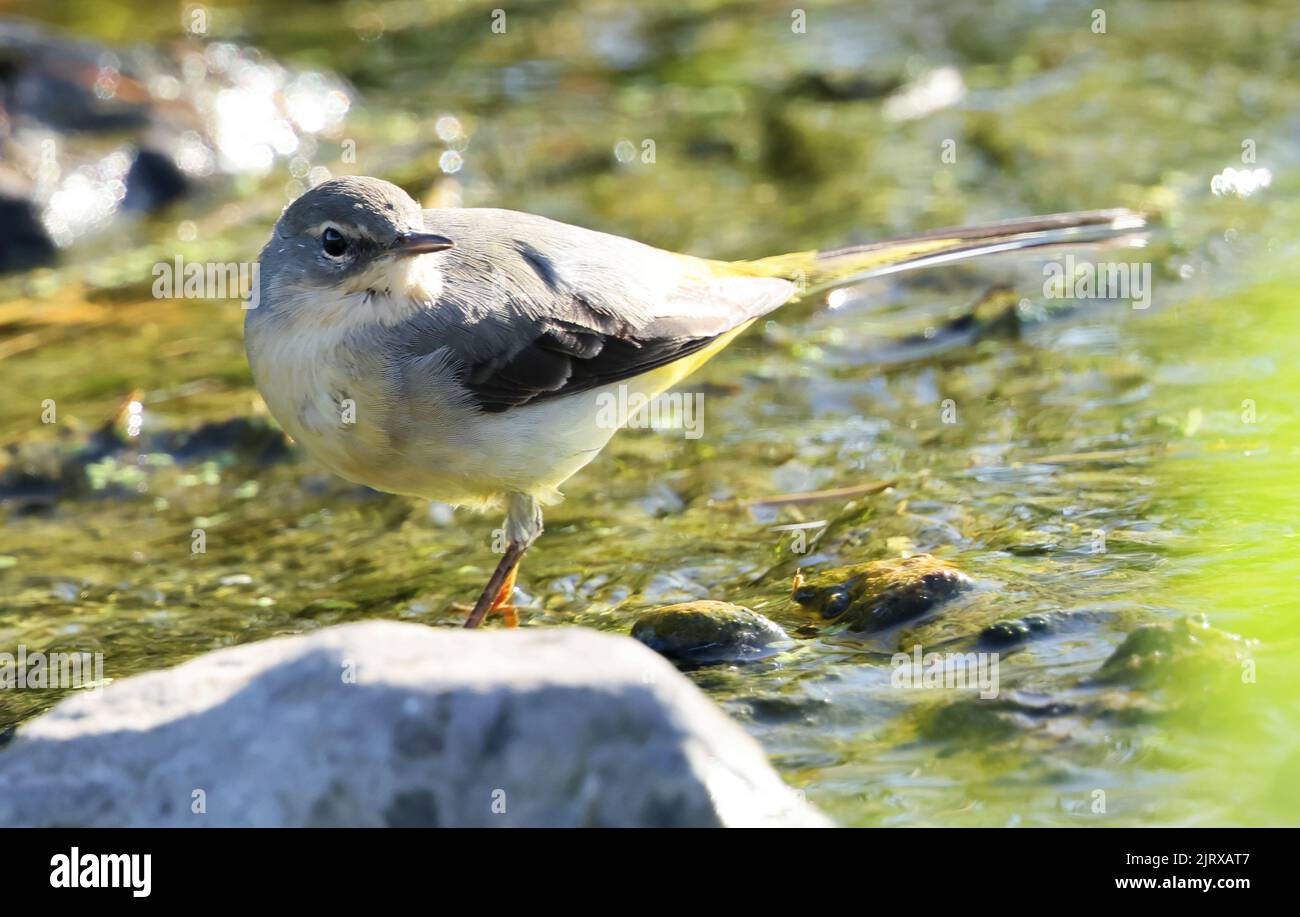 Small rocky stream hi-res stock photography and images - Alamy
