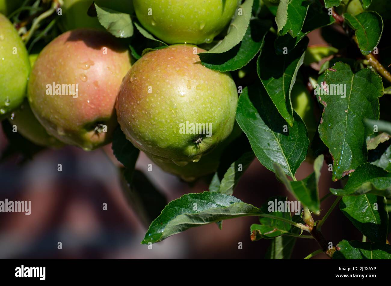 Brunch of apple tree with many apple fruits in orchard close up after ...