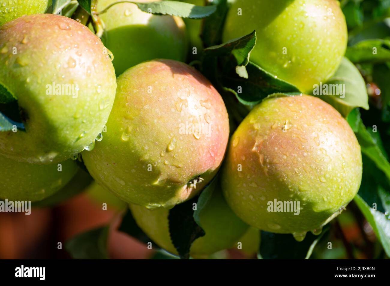 Brunch of apple tree with many apple fruits in orchard close up after ...