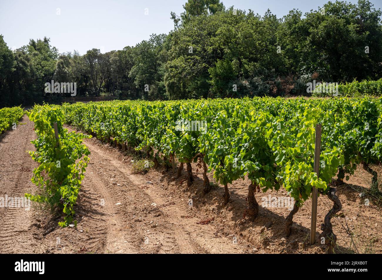 View on green vineyards Cotes de Provence, production of rose wine near ...