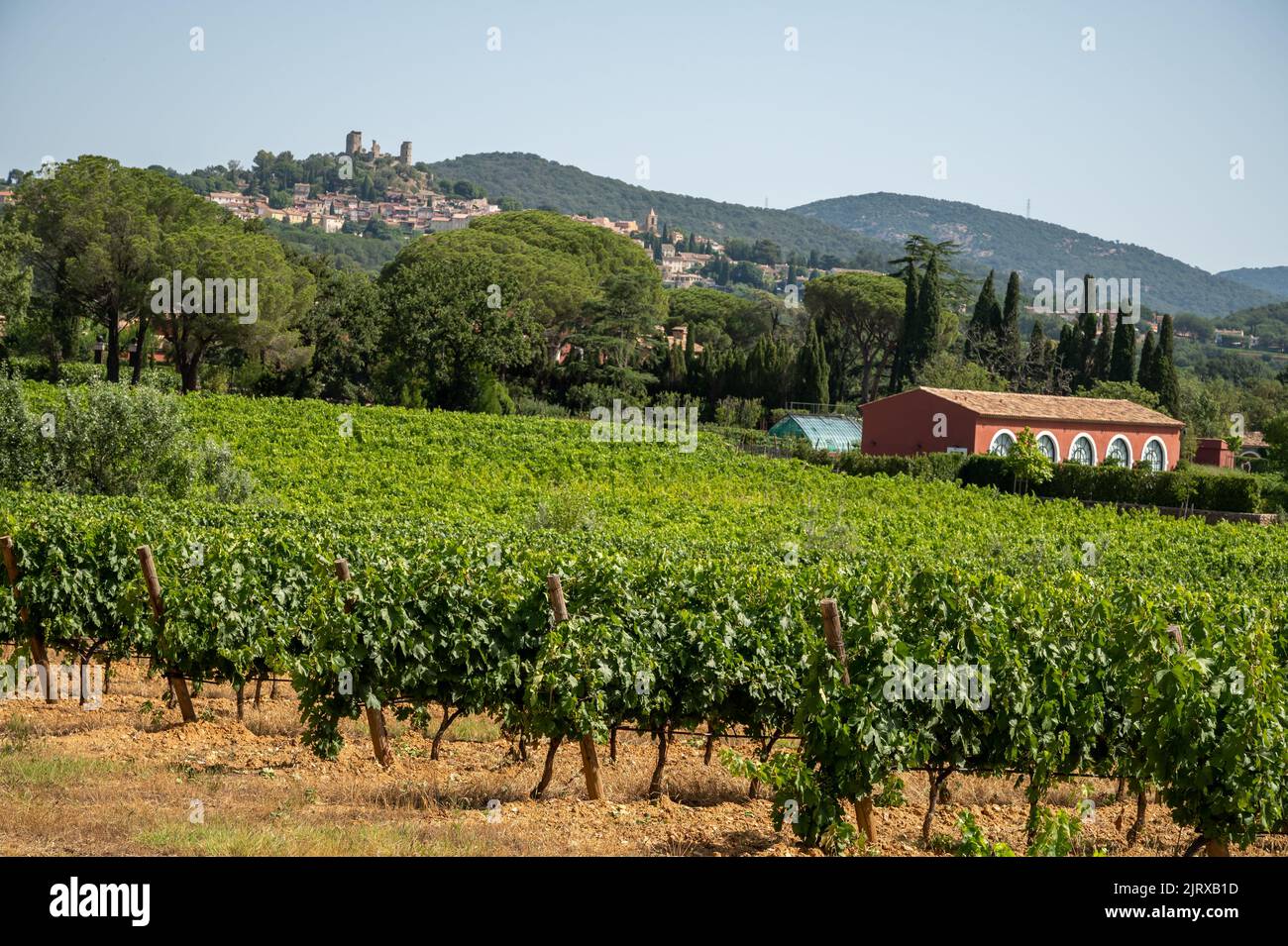 View on green grand cru vineyards Cotes de Provence, production of rose ...