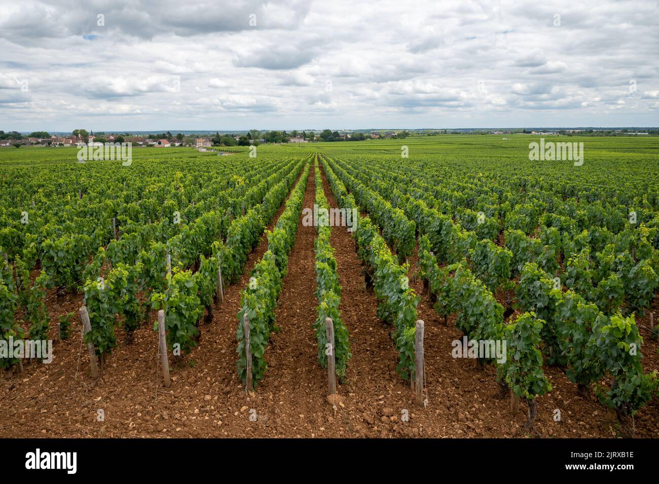 Green vineyards with growing grape plants, production of high quality ...