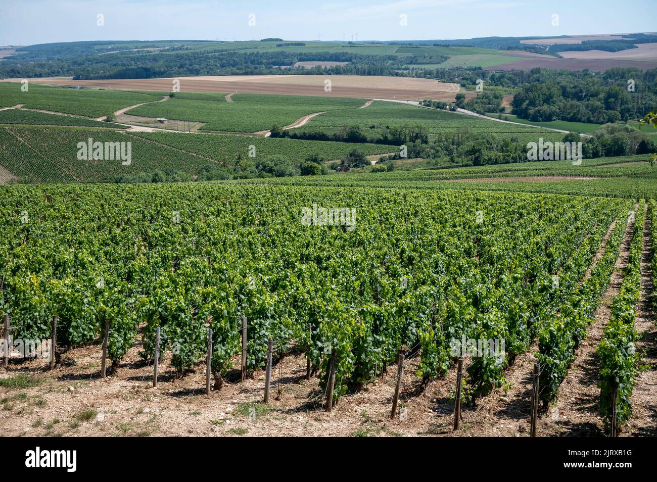 Panoramoc view on green Chablis Grand Cru appellation vineyards with ...