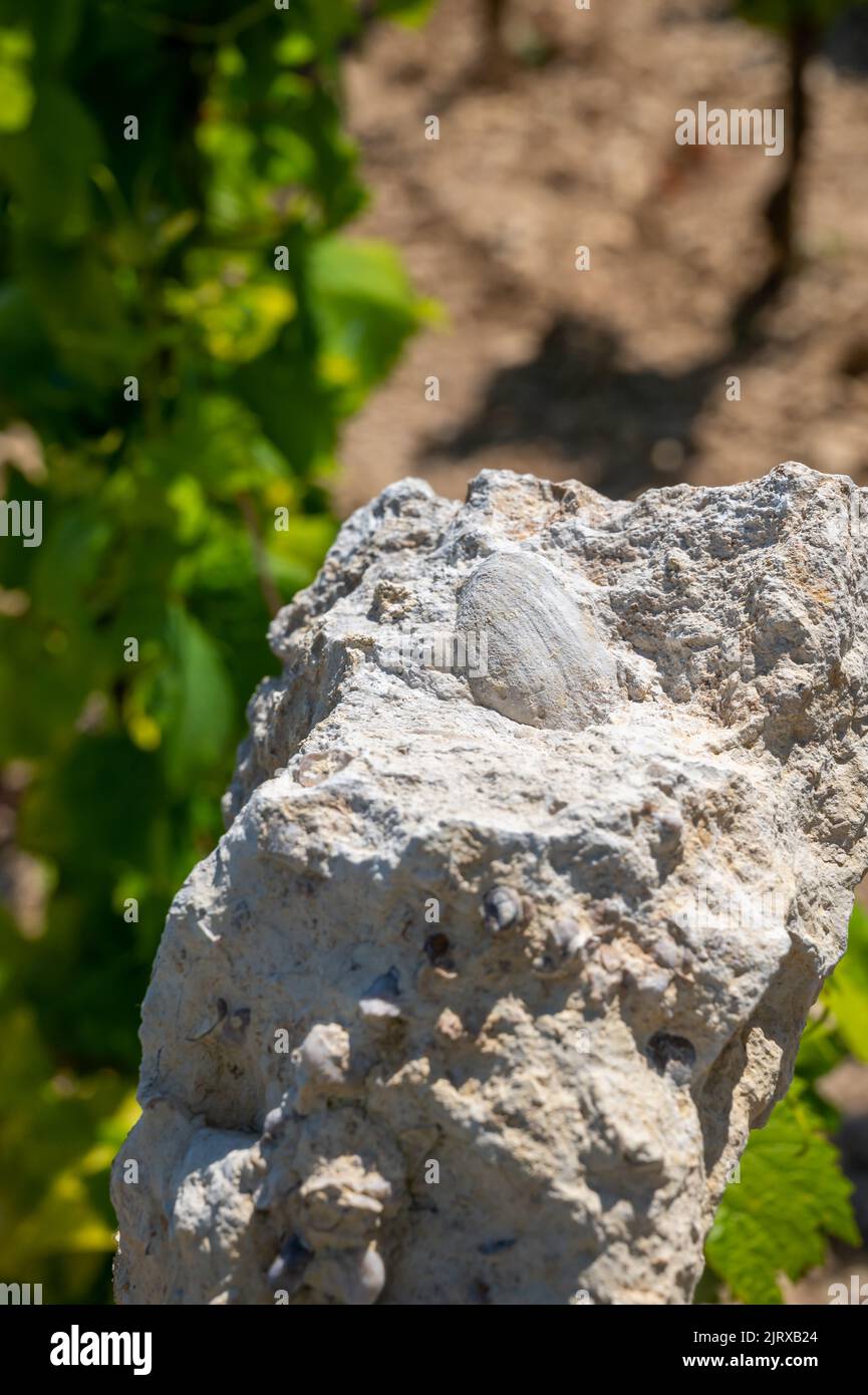 Sample of soil from Chablis Grand Cru appellation vineyards, limestone ...
