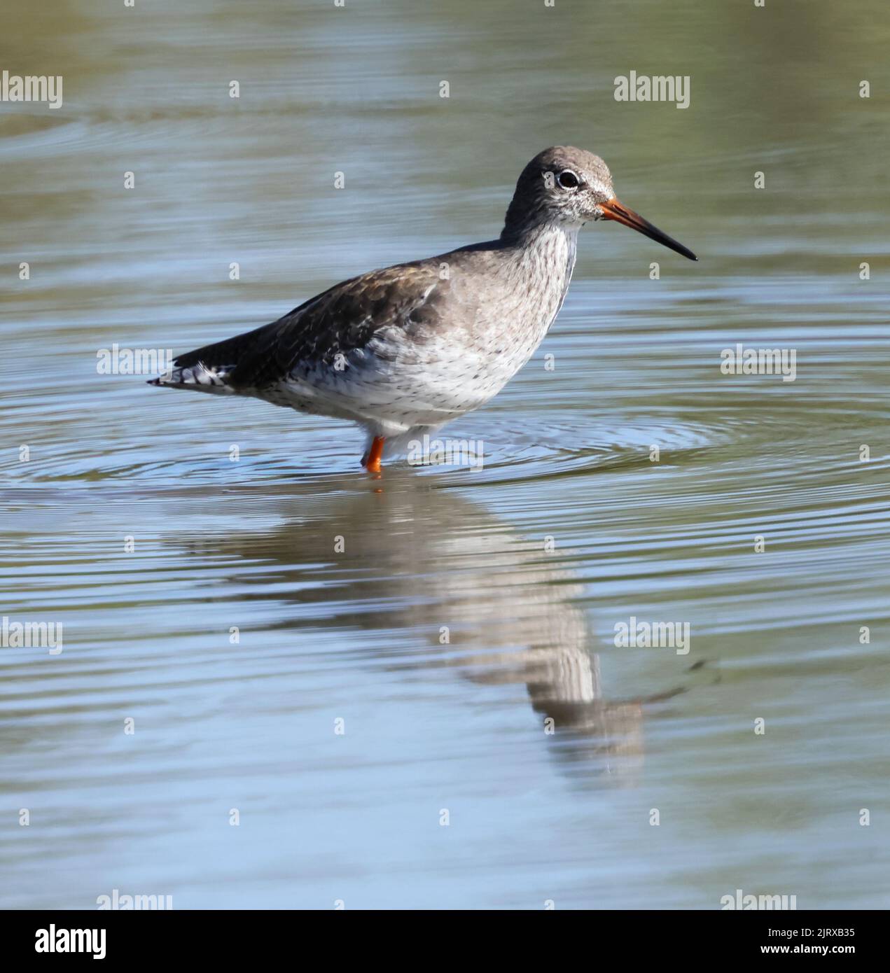 Common Redshank wading in shallow water Stock Photo - Alamy