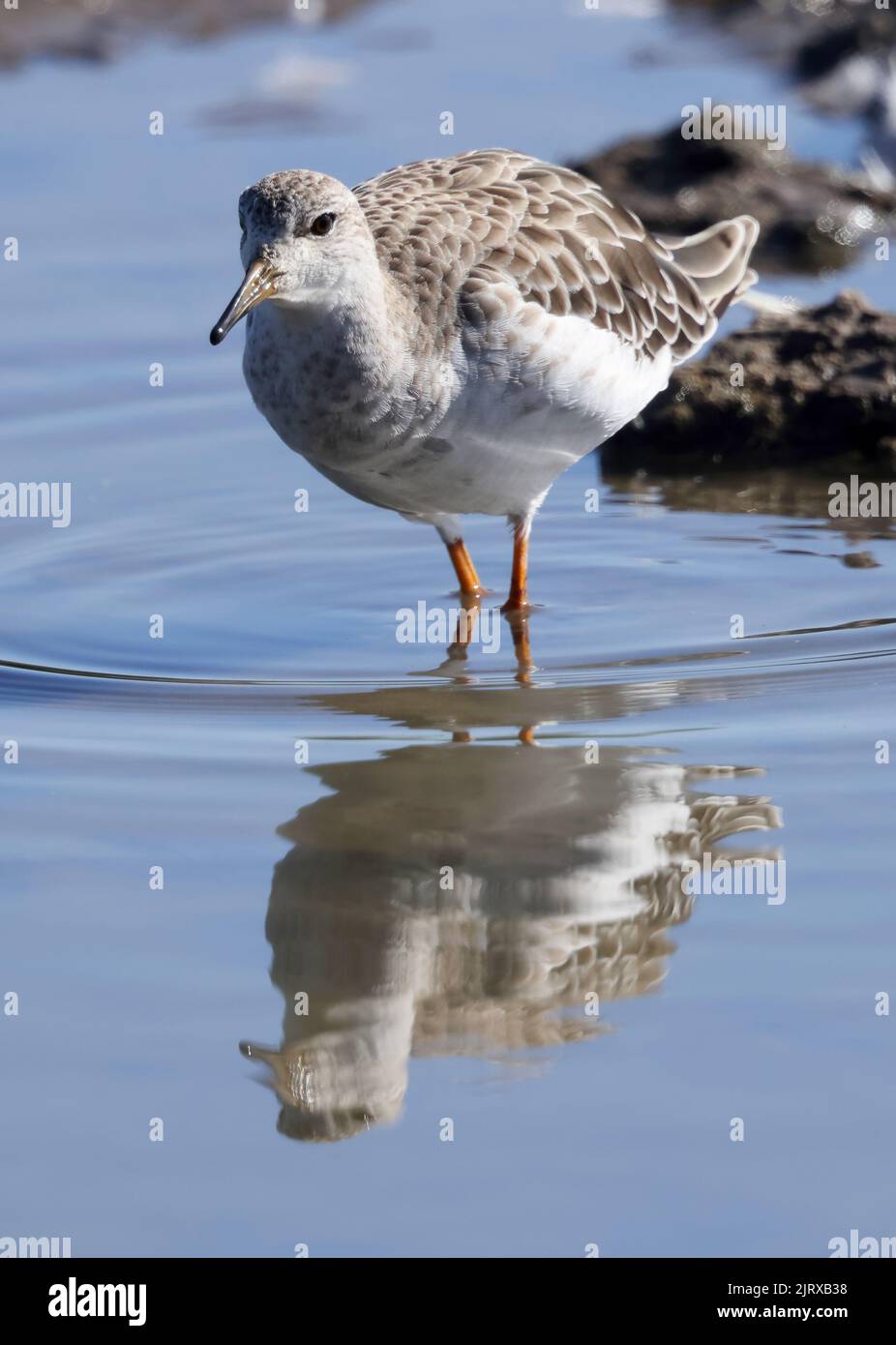 Ruff bird uk hi-res stock photography and images - Alamy