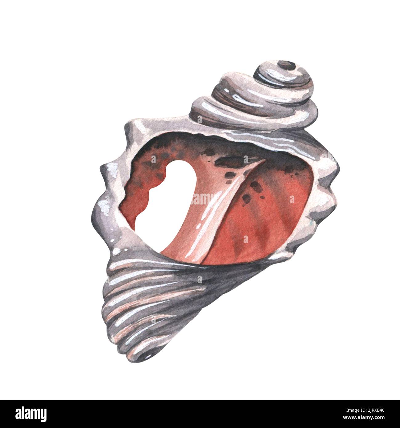 Broken Conch Shell Drawing