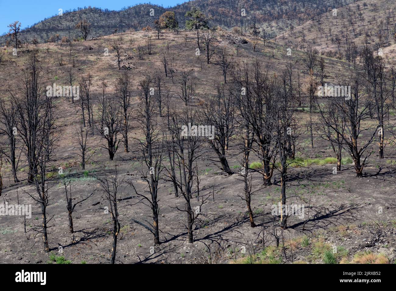 Burnt Trees on the side of a Mountain along the Road. Summer Season ...
